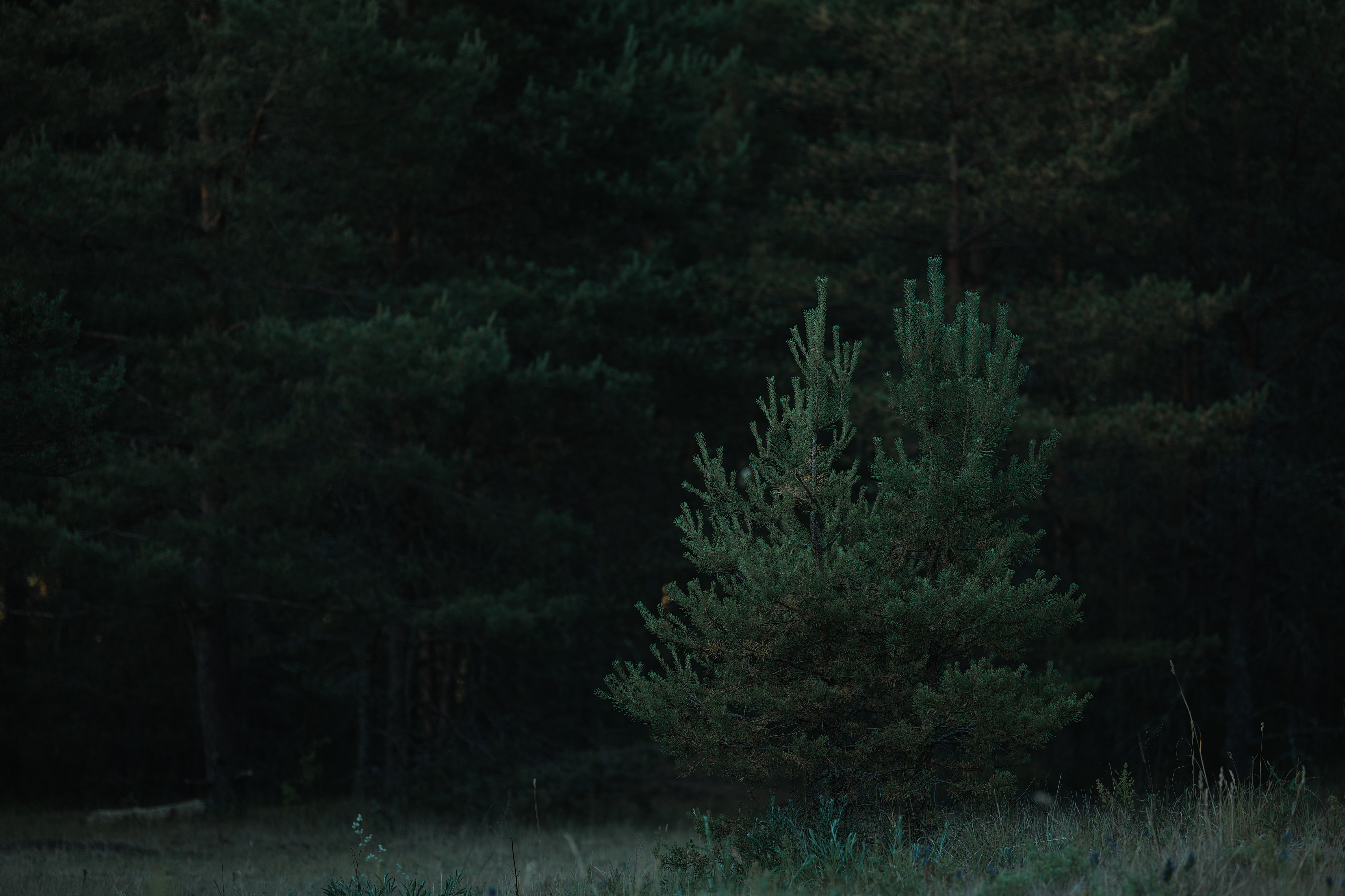 Green, Evergreen Trees in Forest · Free Stock Photo