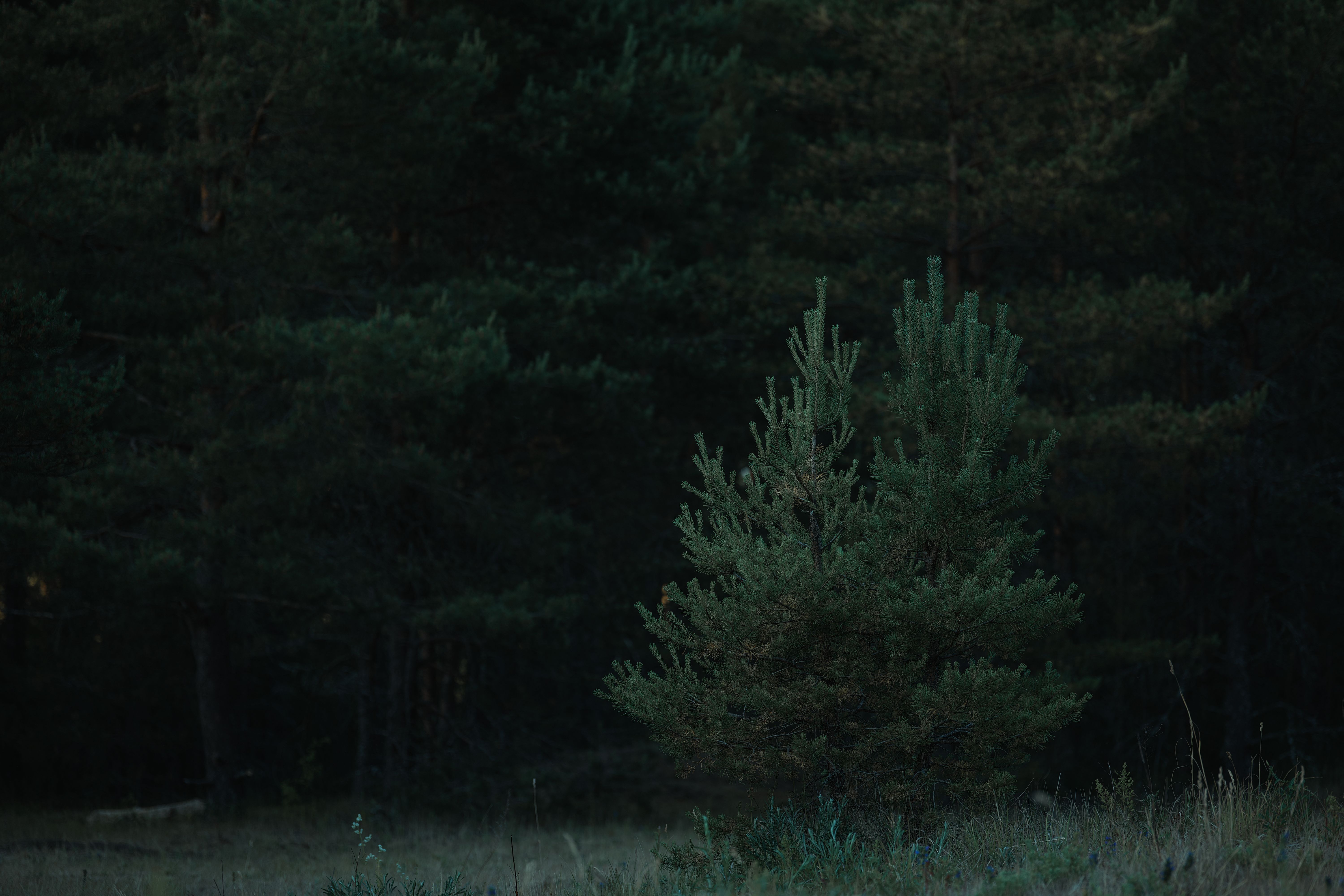 Green Evergreen Trees In Forest Free Stock Photo