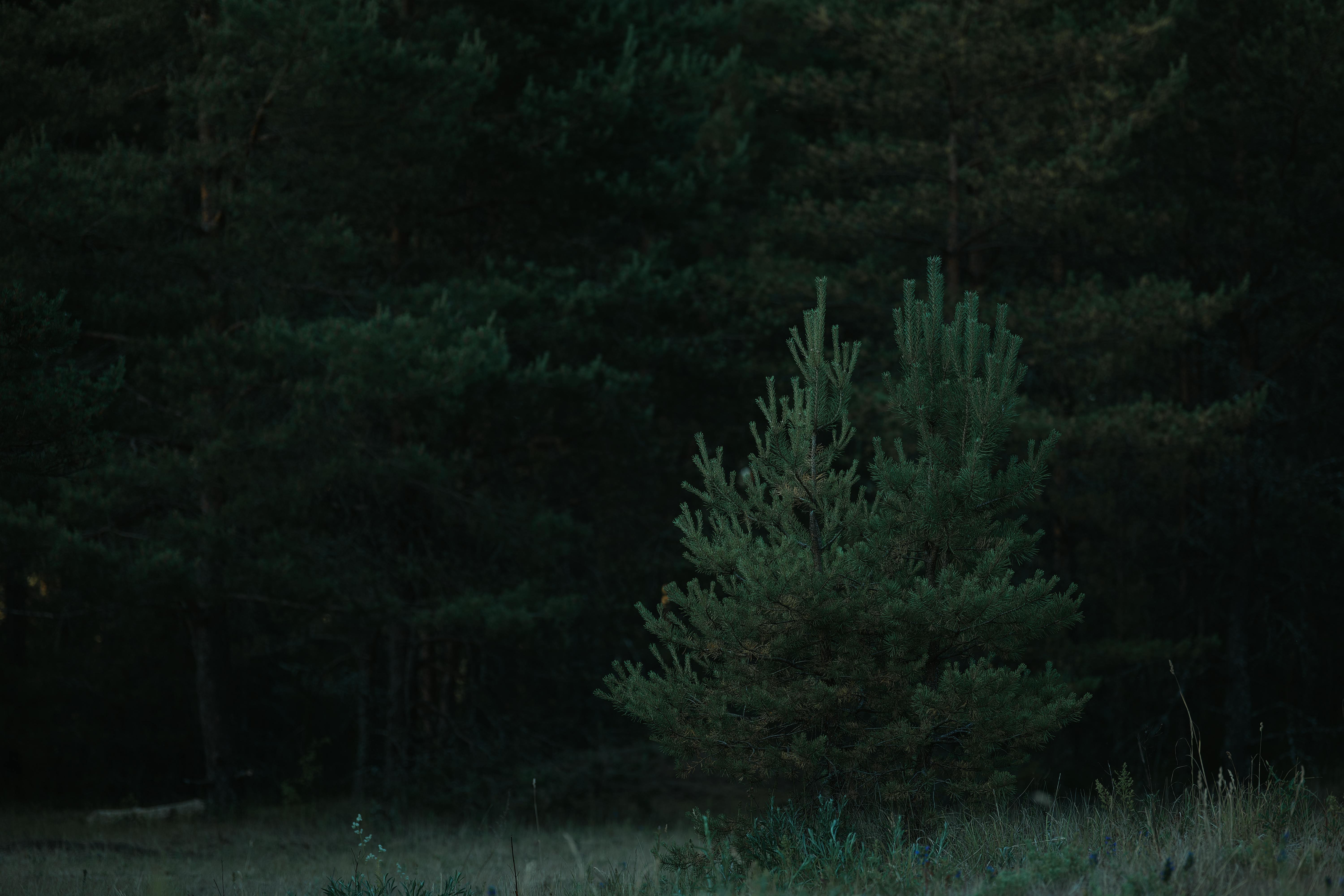 Green Pine Tree · Free Stock Photo