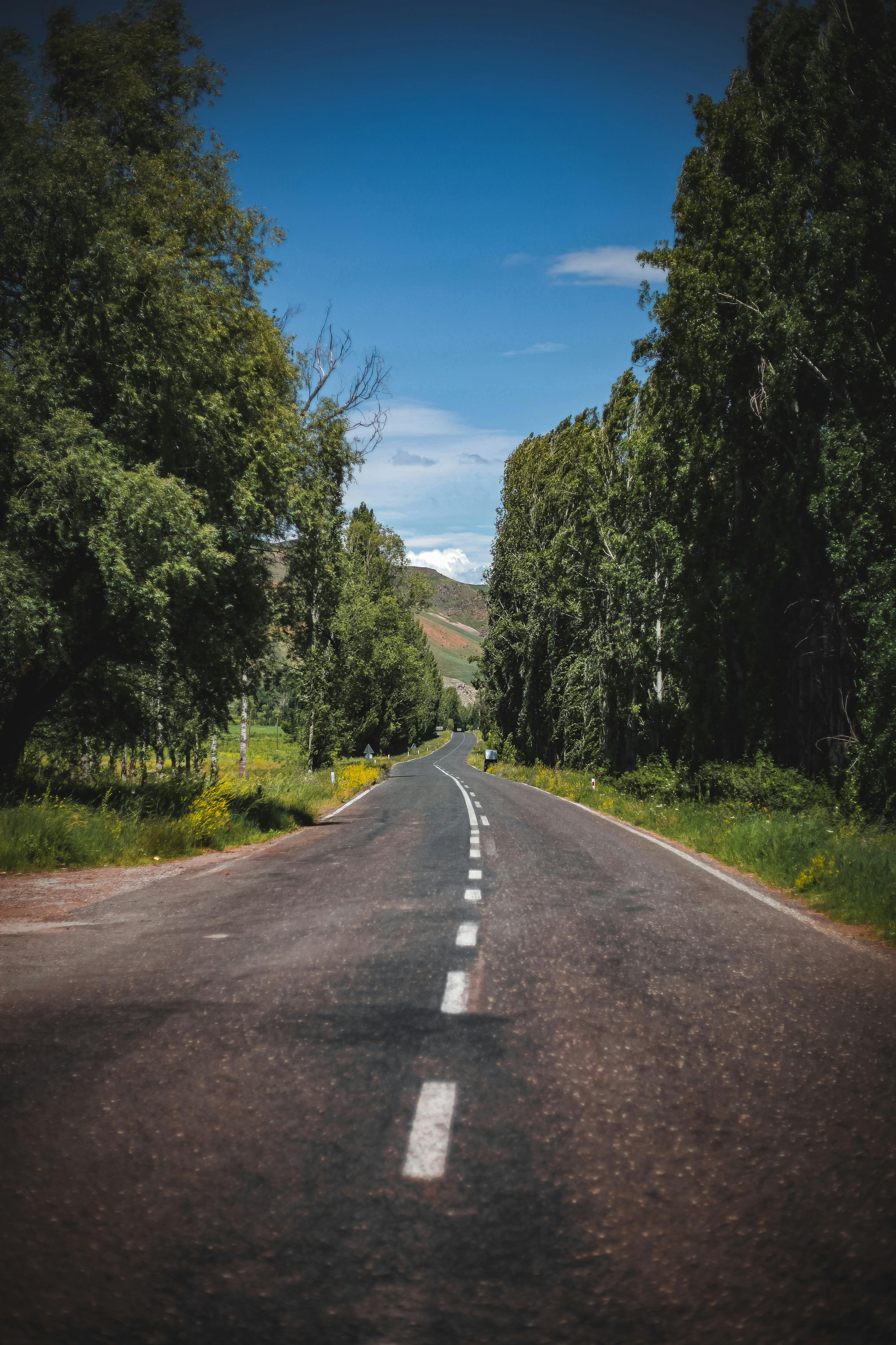 Sunlit Road in Forest · Free Stock Photo