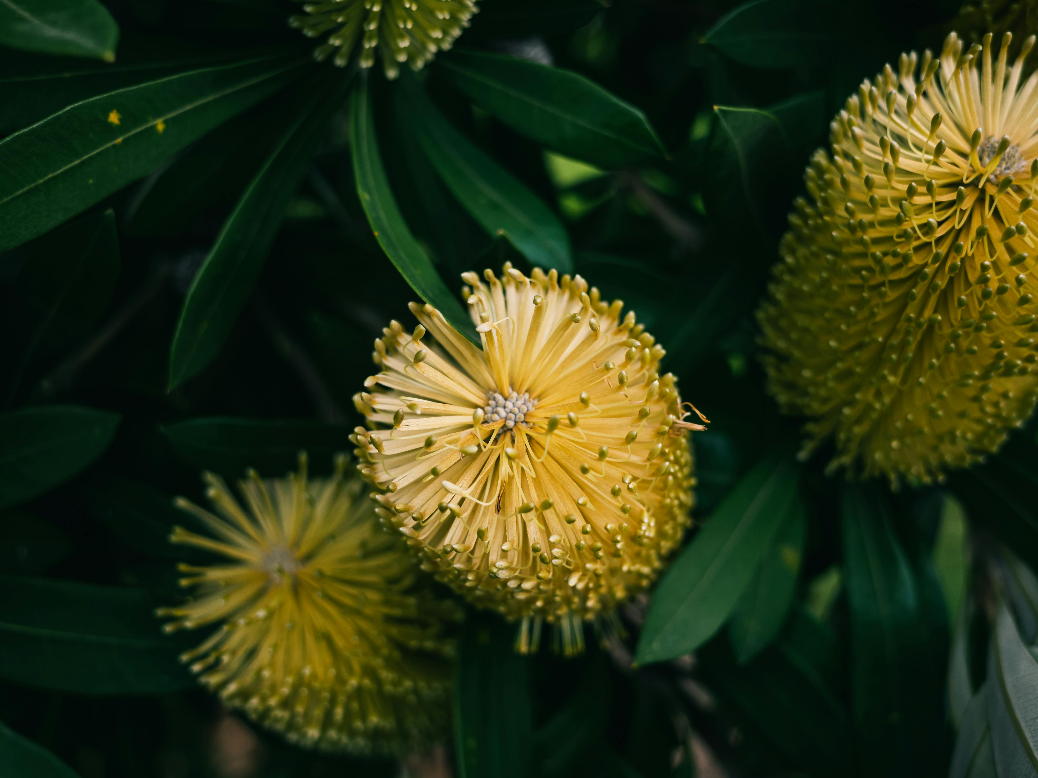 Banksia Plant Photos, Download The BEST Free Banksia Plant Stock Photos ...