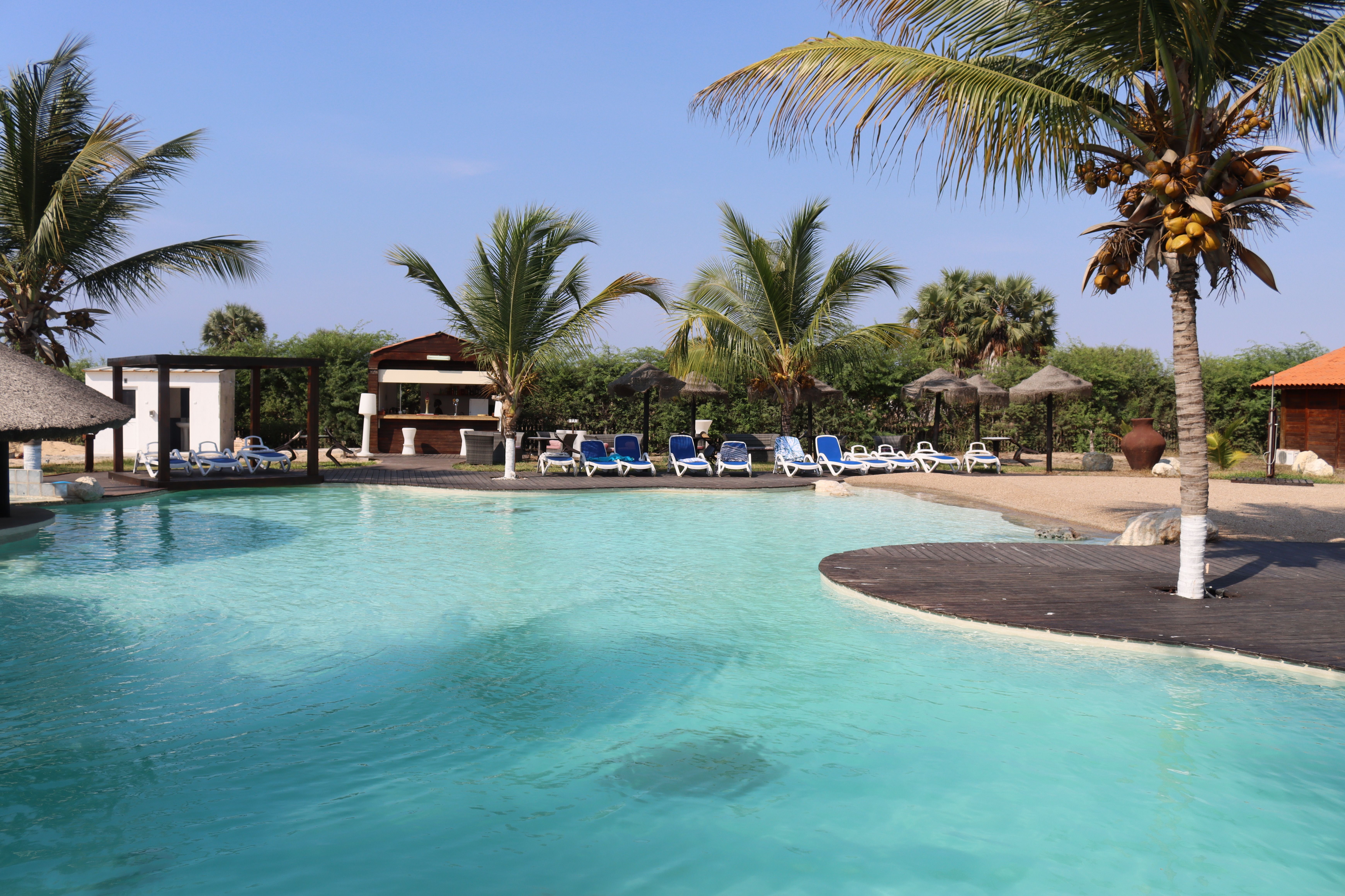 Palm Trees around Pool · Free Stock Photo