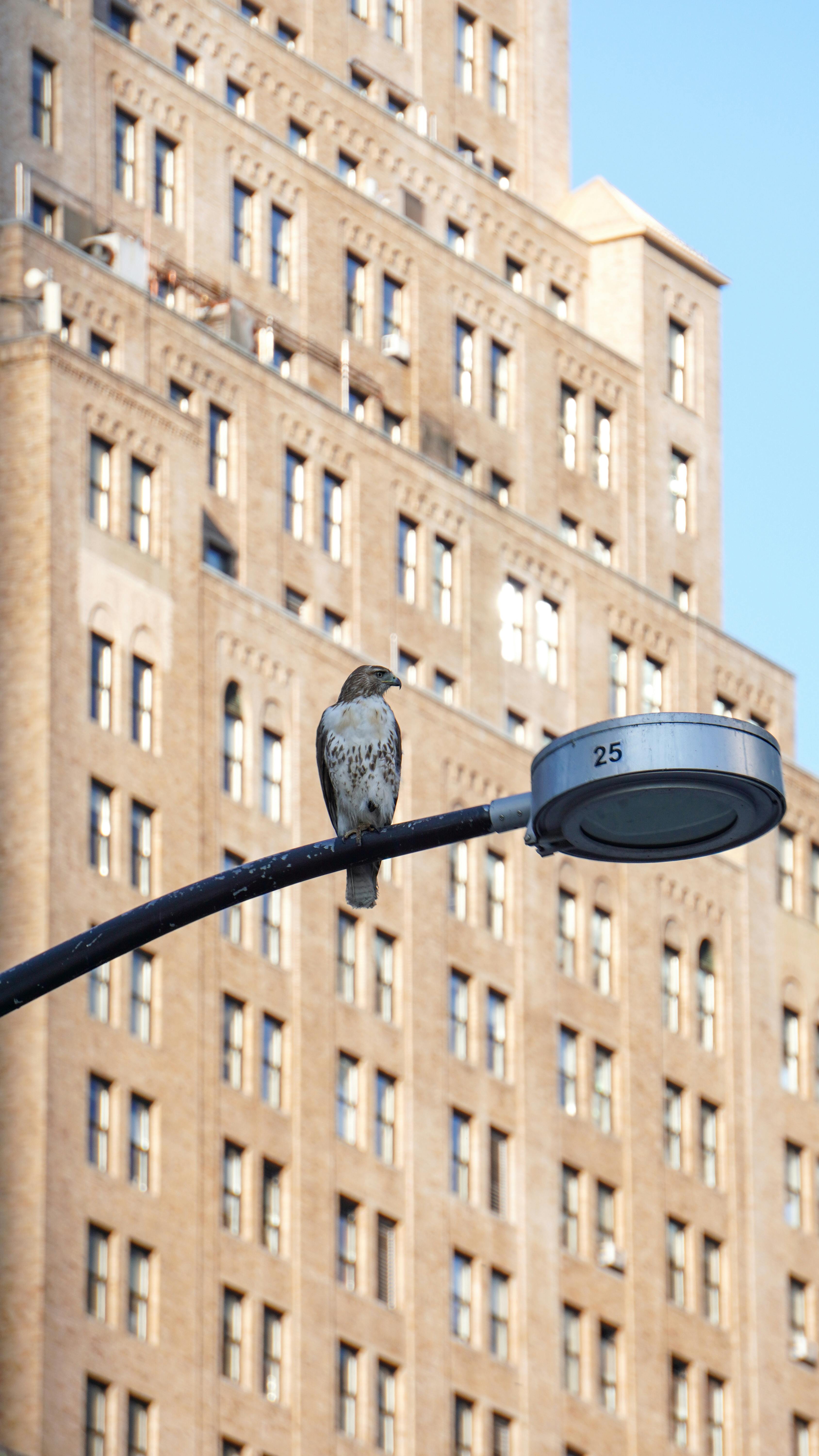 Pigeon on Street Lamp · Free Stock Photo