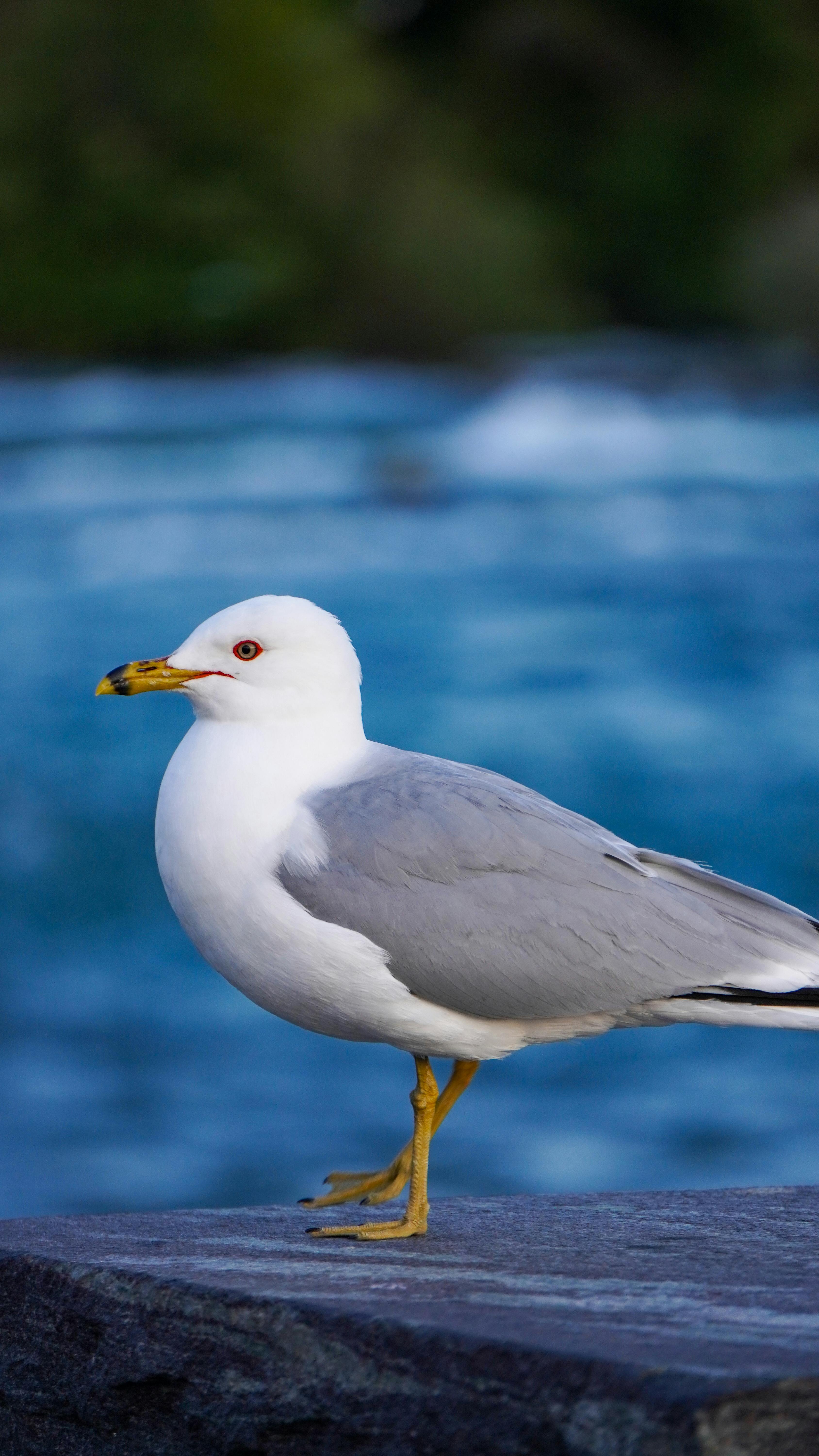 Seagull Near Niagara Falls in USA · Free Stock Photo