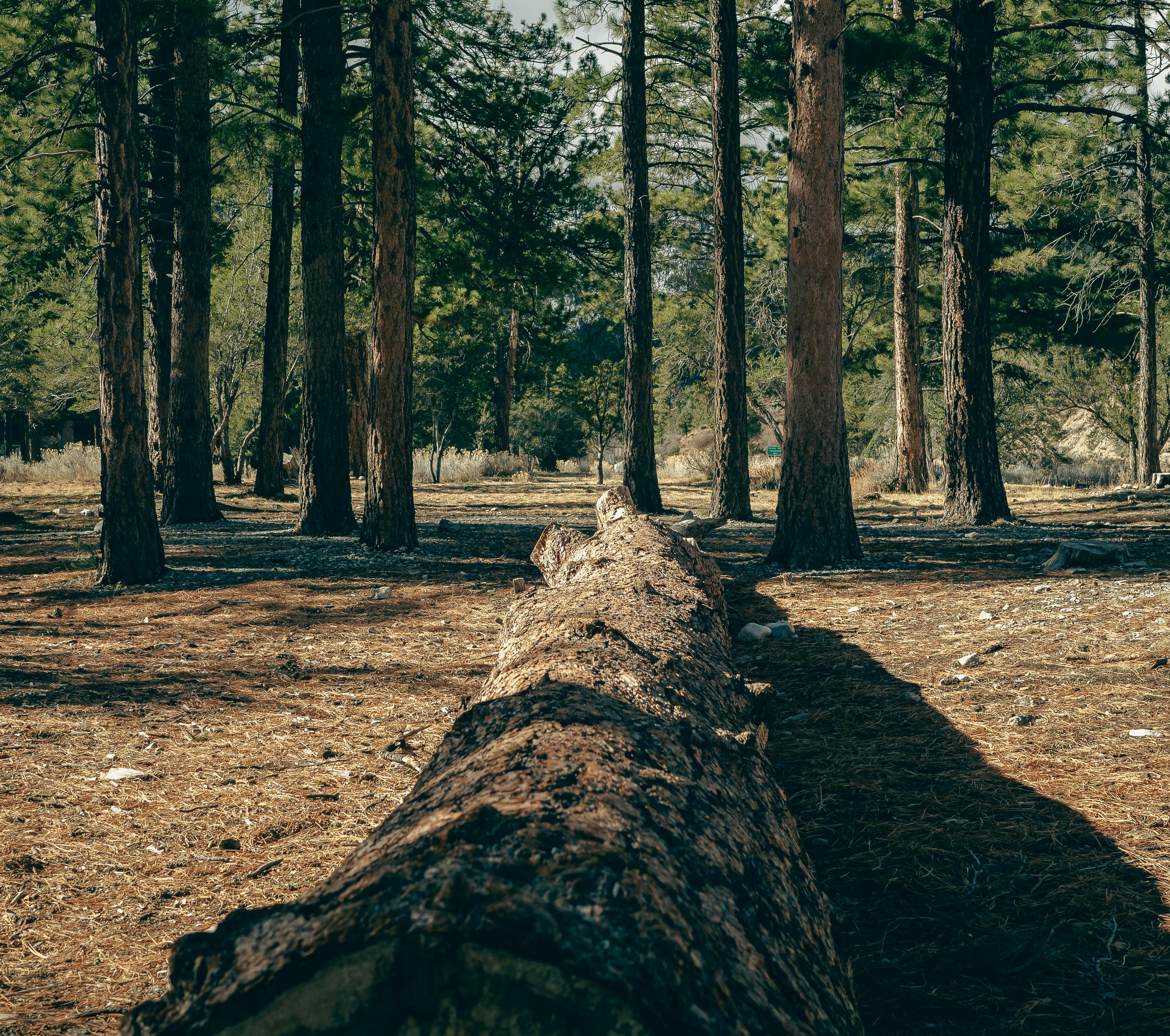 Tree Log Between Trees in Forest · Free Stock Photo