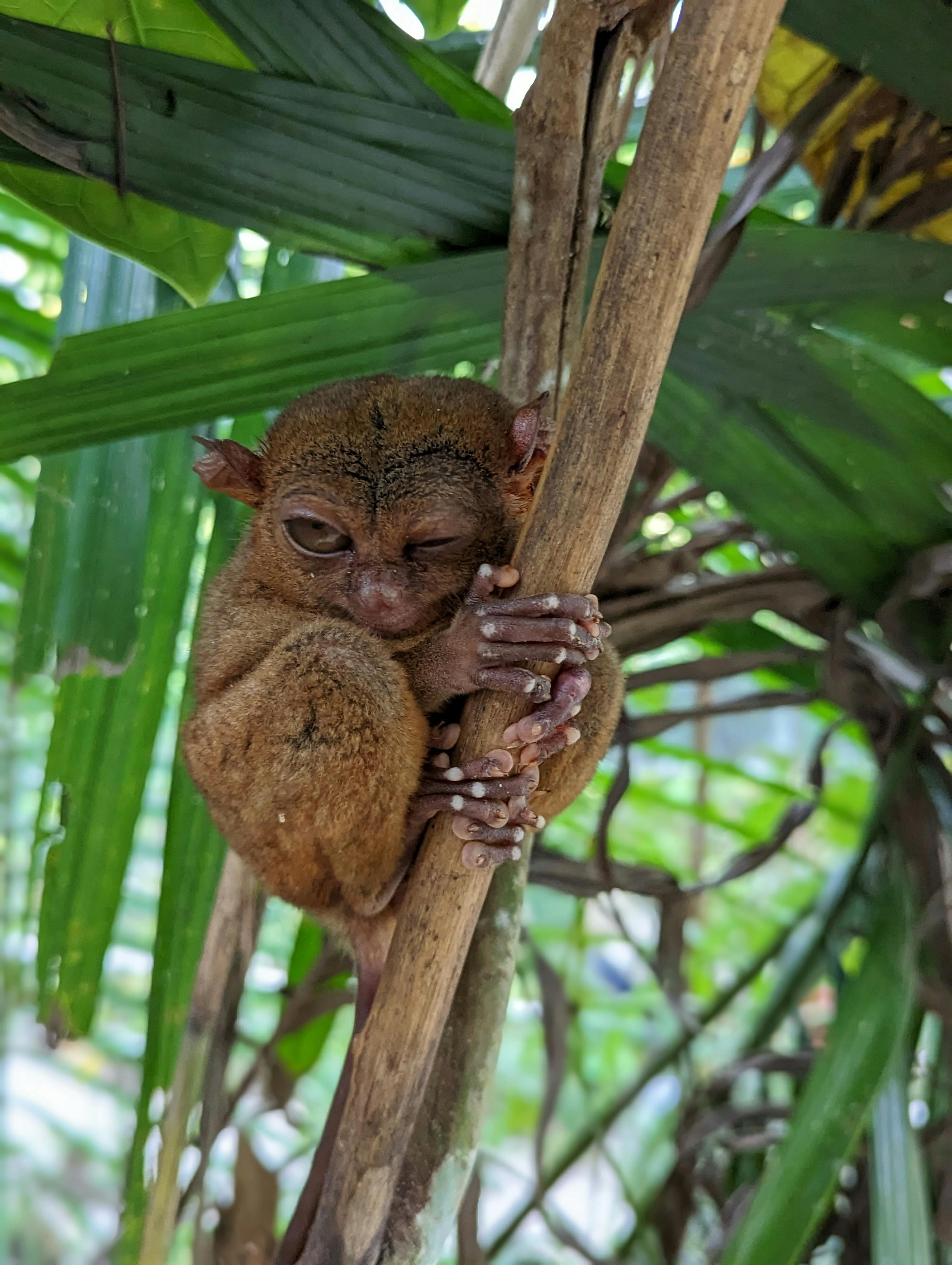Monkey Holding Tree Branches · Free Stock Photo