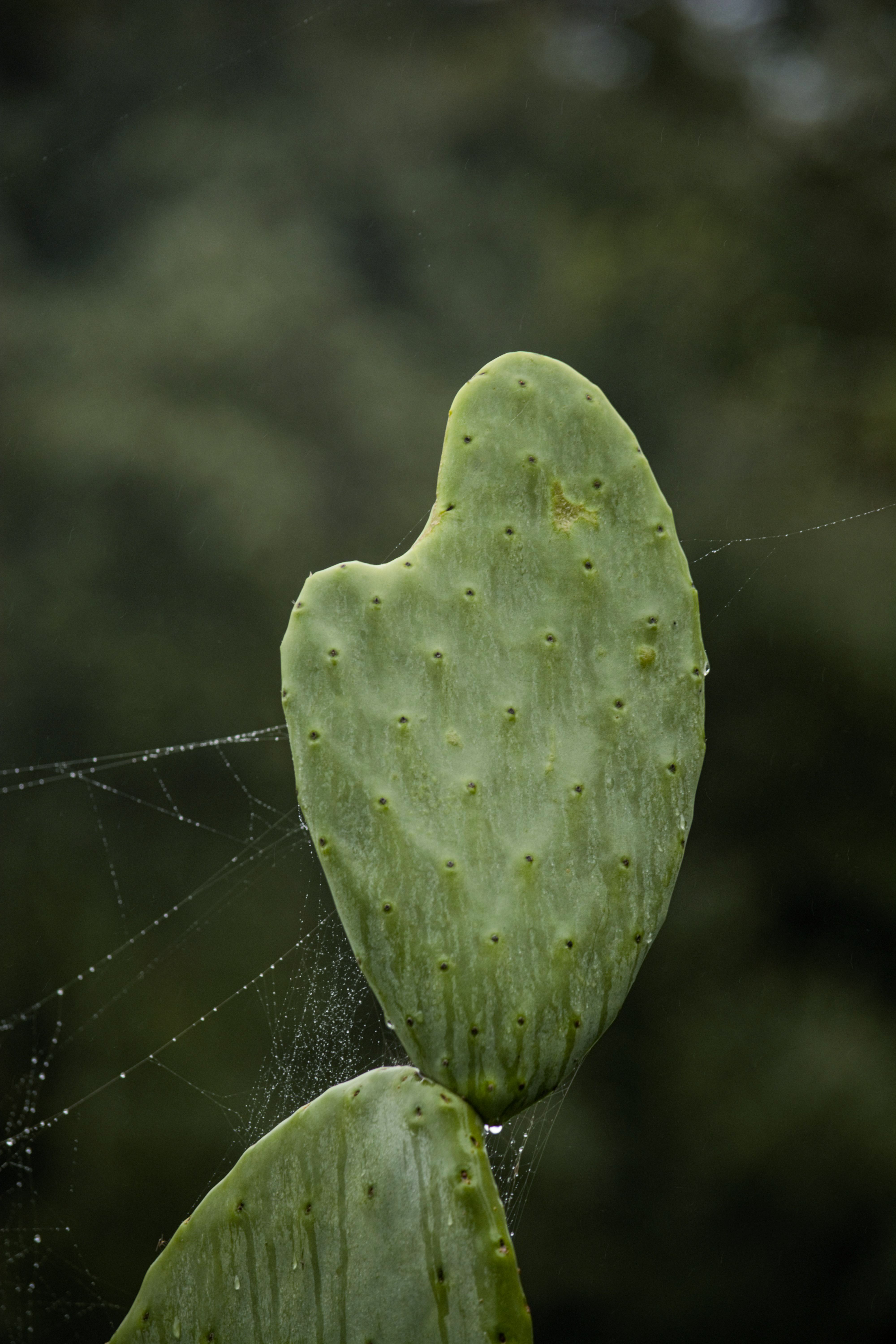 Close up of a Cactus · Free Stock Photo