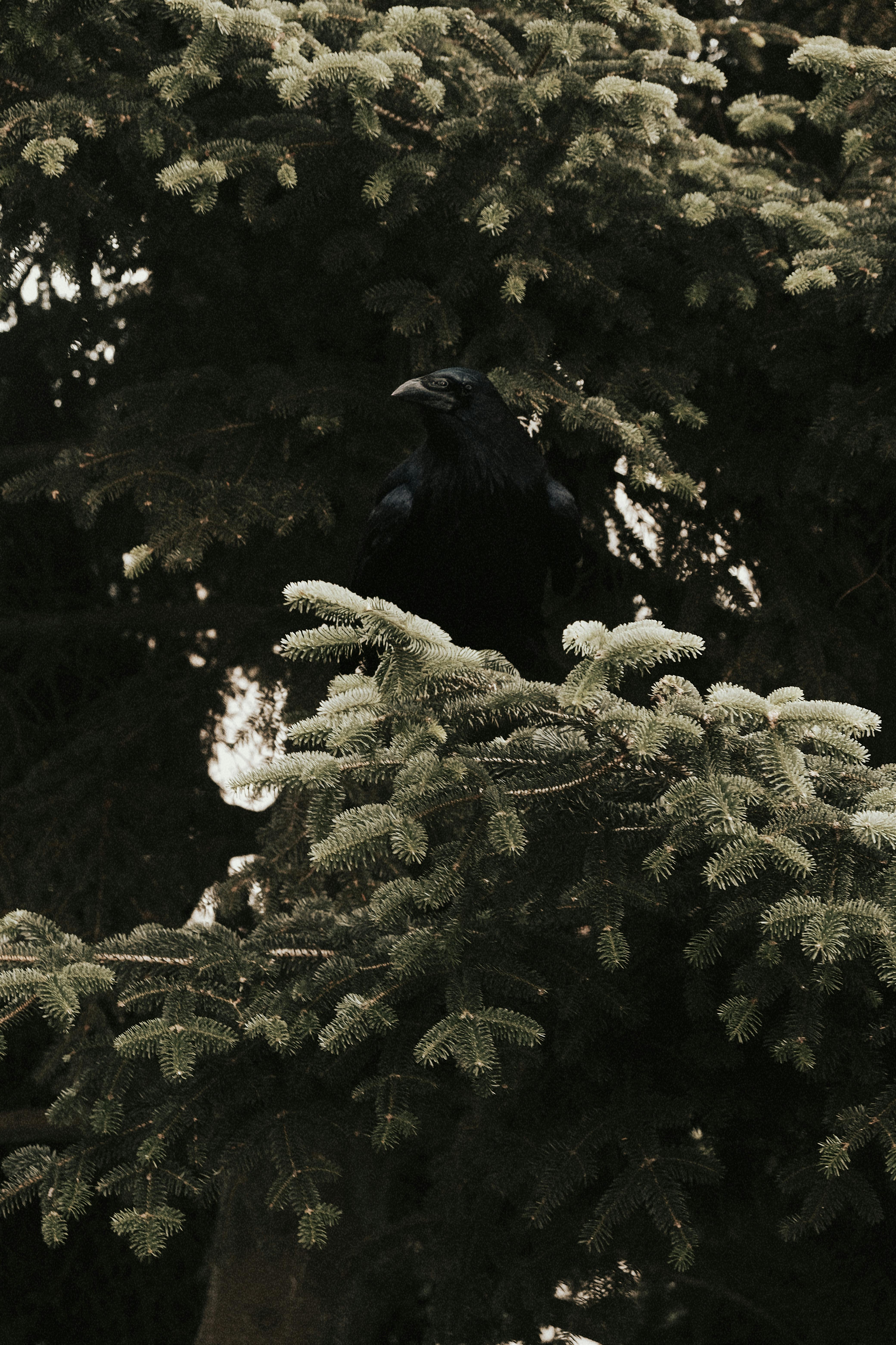 Black Raven Sitting on a Fir Tree Branch · Free Stock Photo