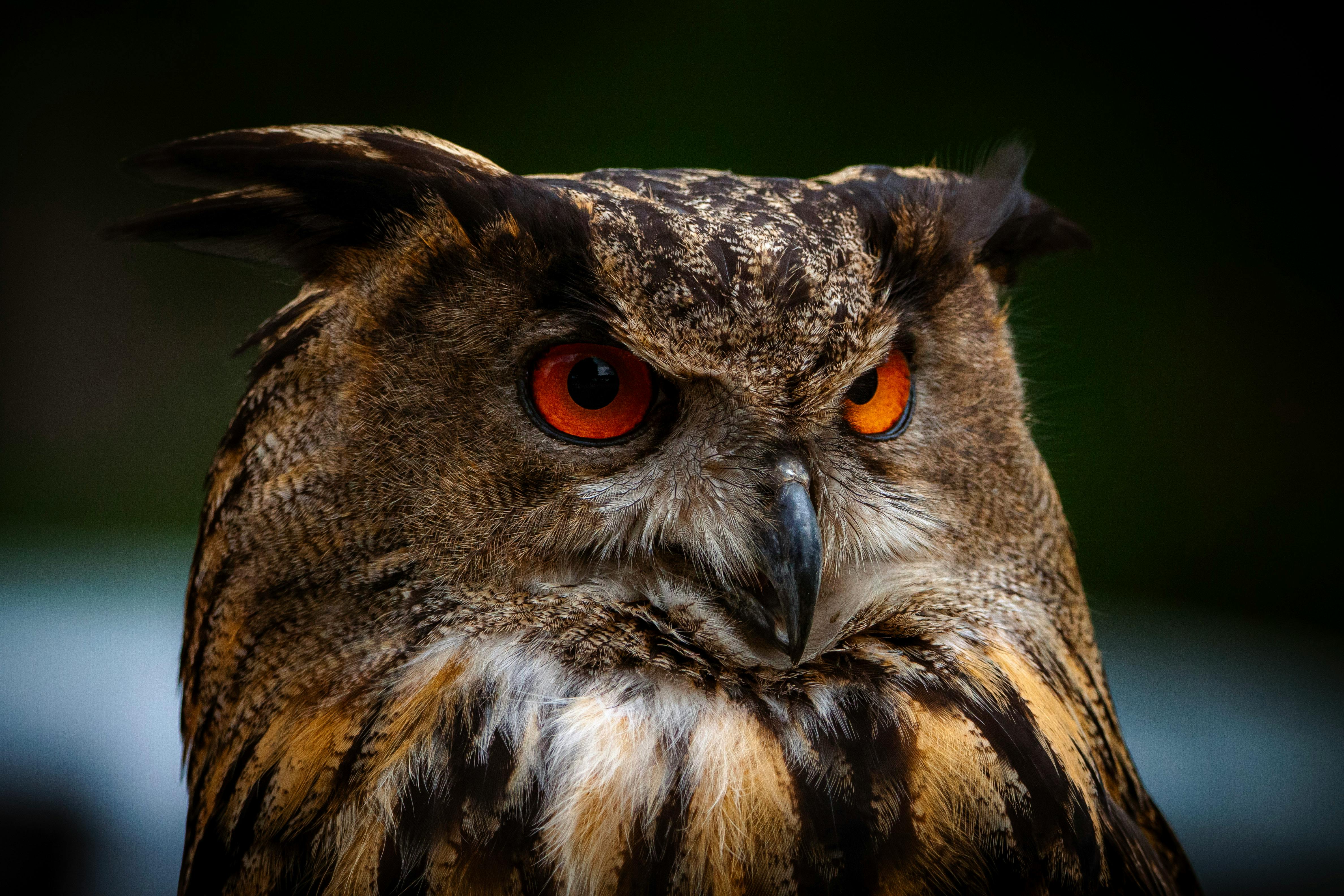 Close of of the Head of an Owl · Free Stock Photo