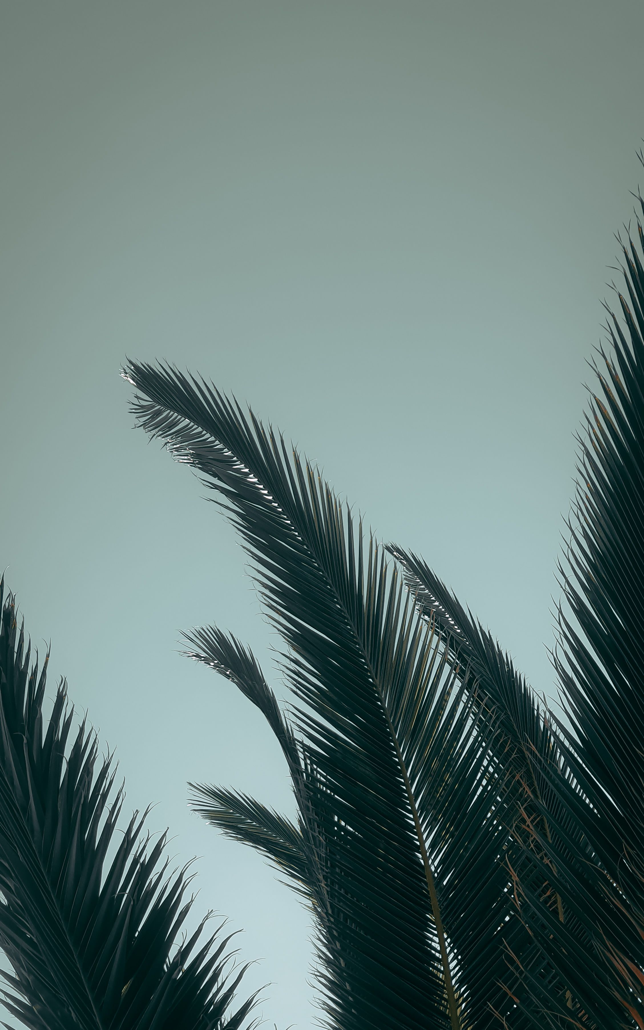 Clear Sky over Green Leaves · Free Stock Photo