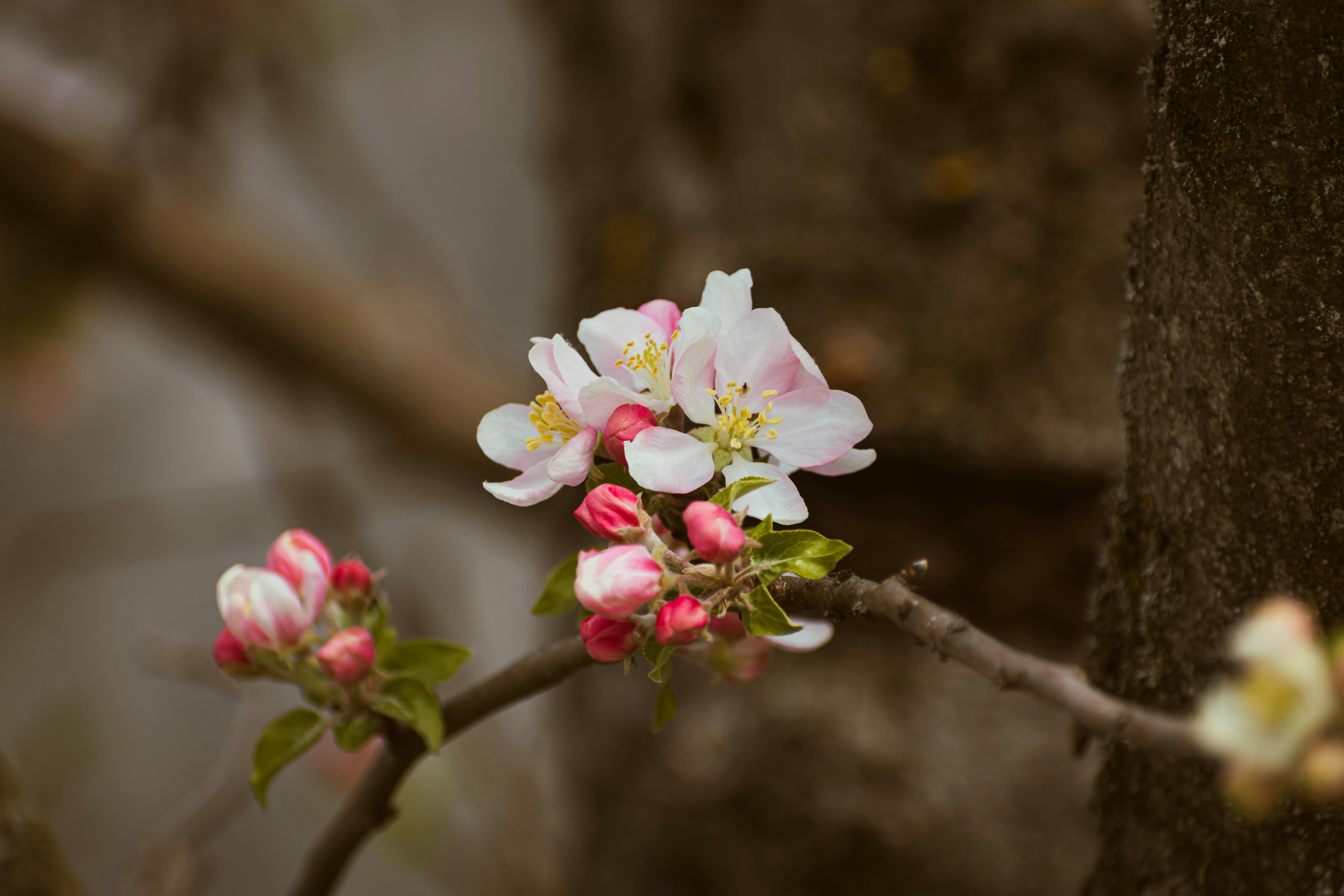 A close up of a flowering apple tree · Free Stock Photo