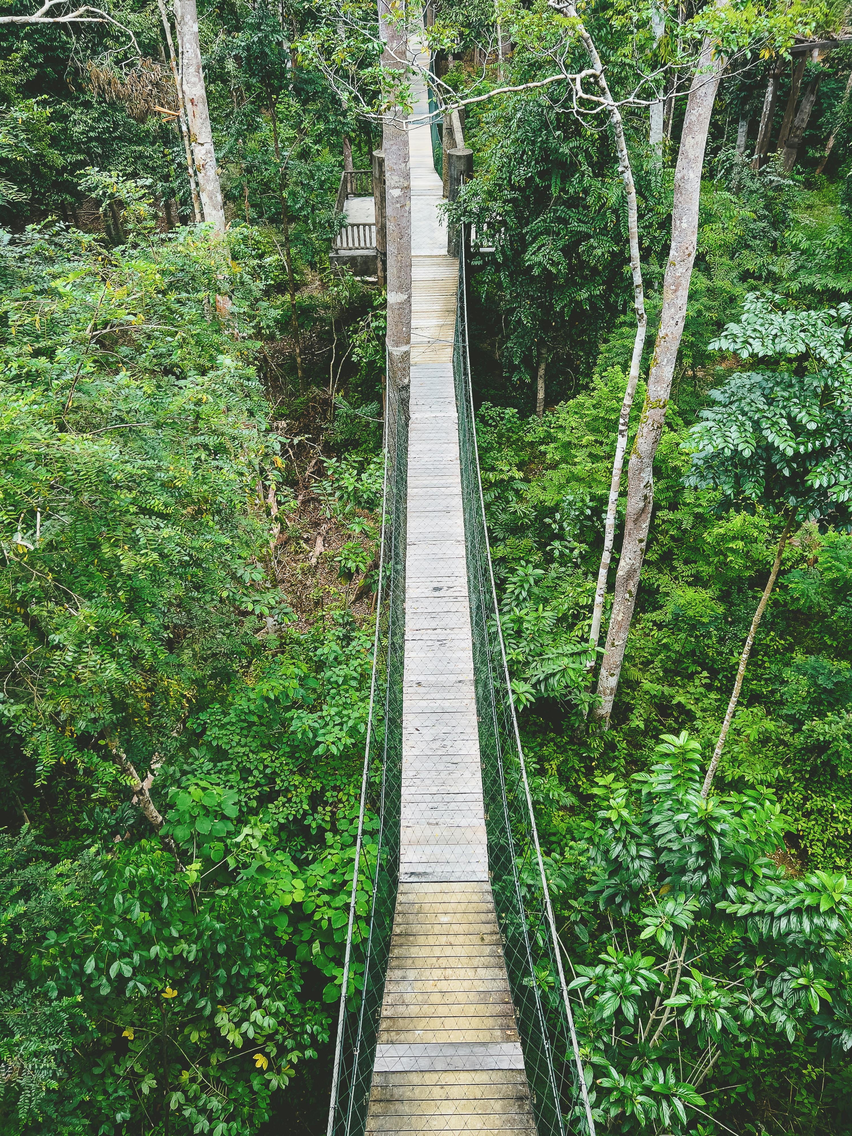 A suspension bridge in the jungle with trees · Free Stock Photo