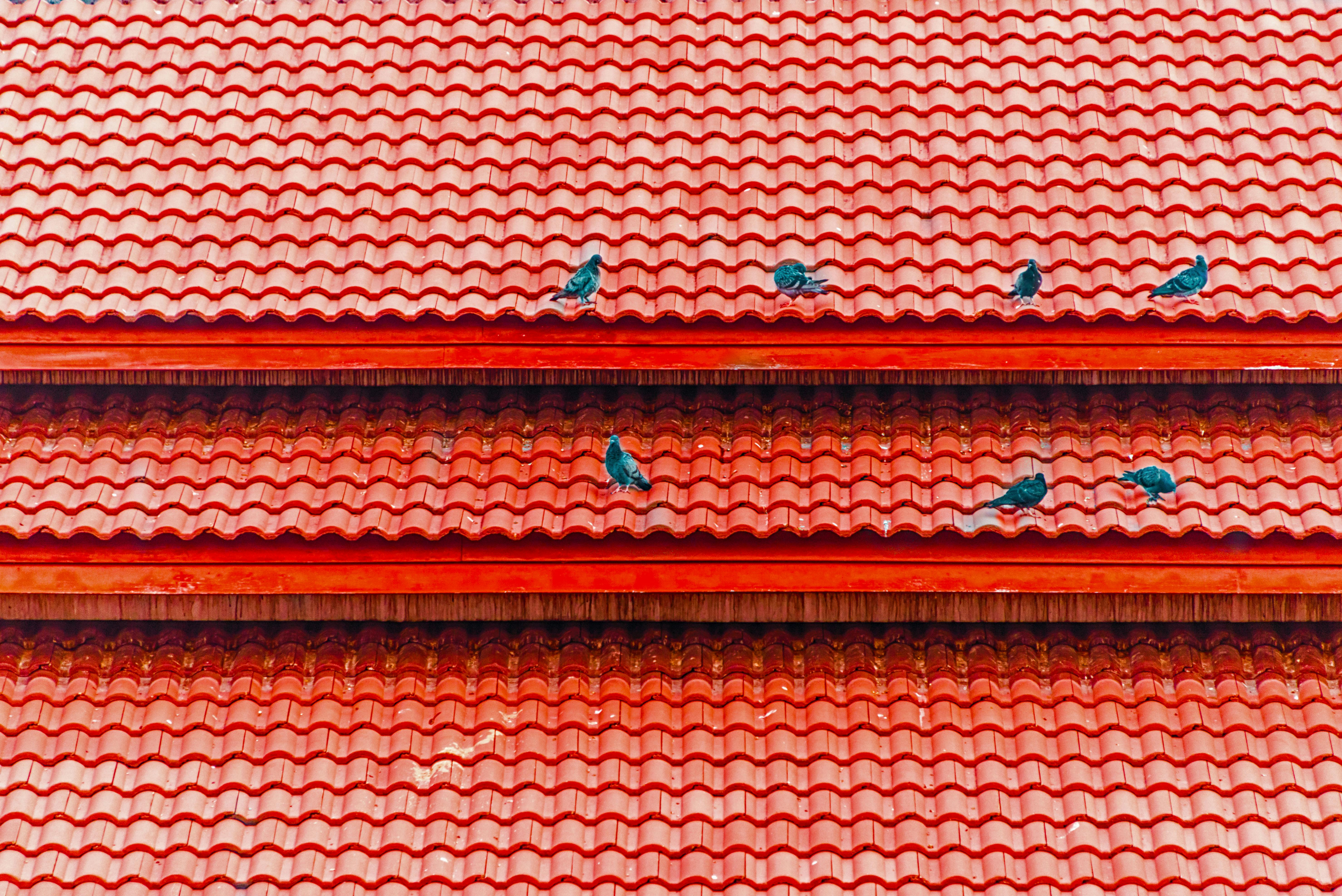 Photo gratuite de @extérieur, abstrait, aile, animal, architecture ...