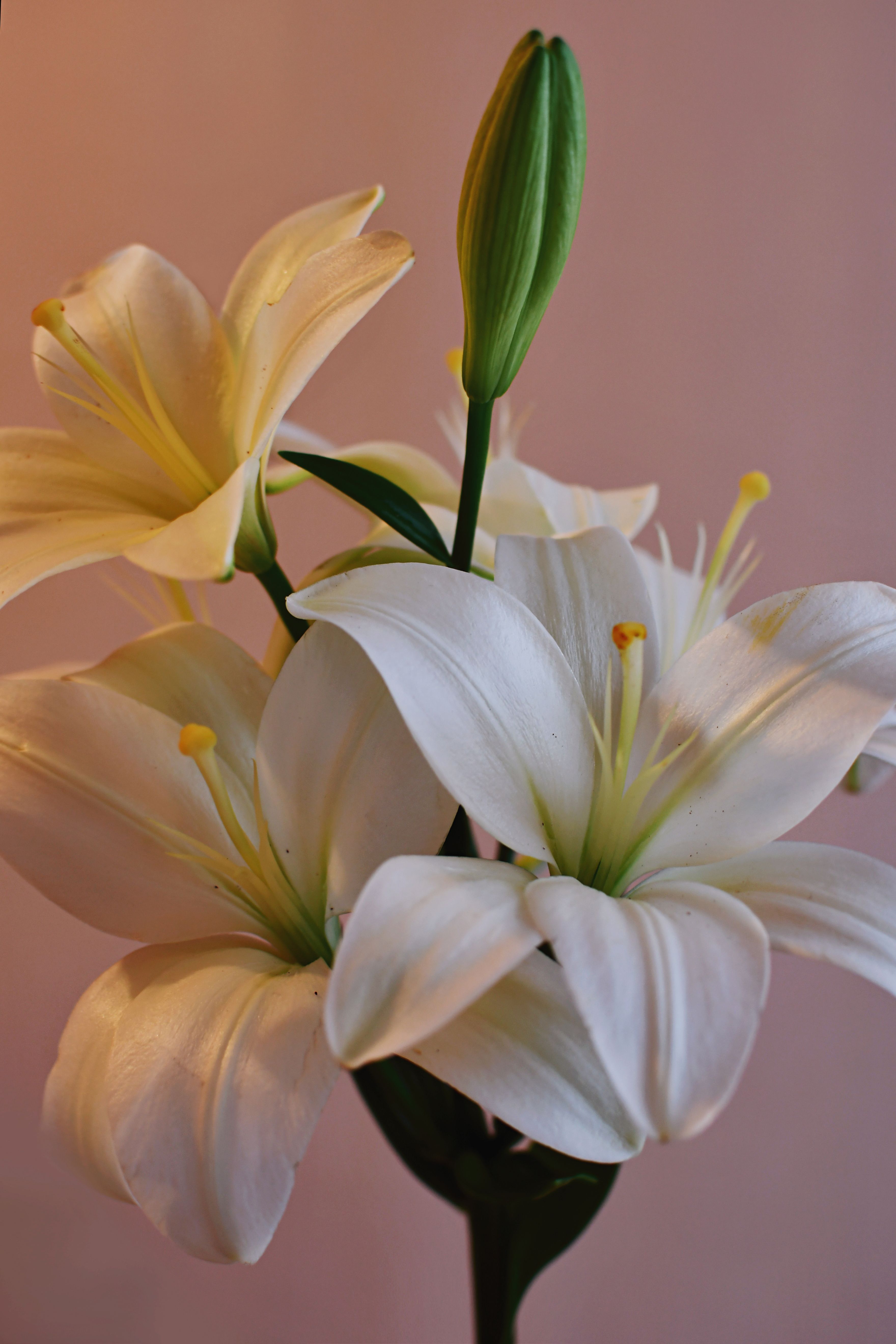 Close-up of White Lilies · Free Stock Photo