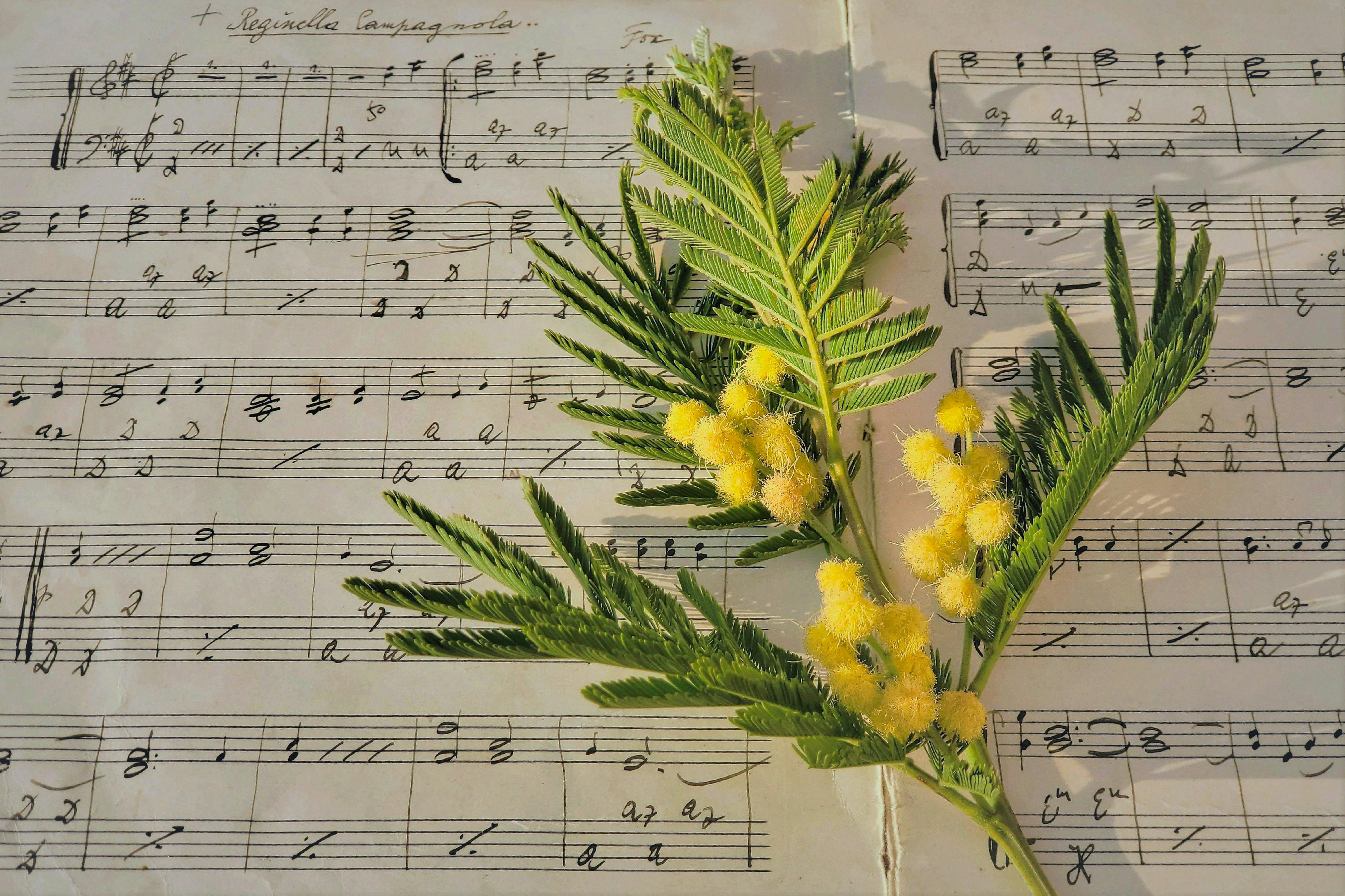 Close-up of a Mimosa Branch Lying on a Music Sheet · Free Stock Photo