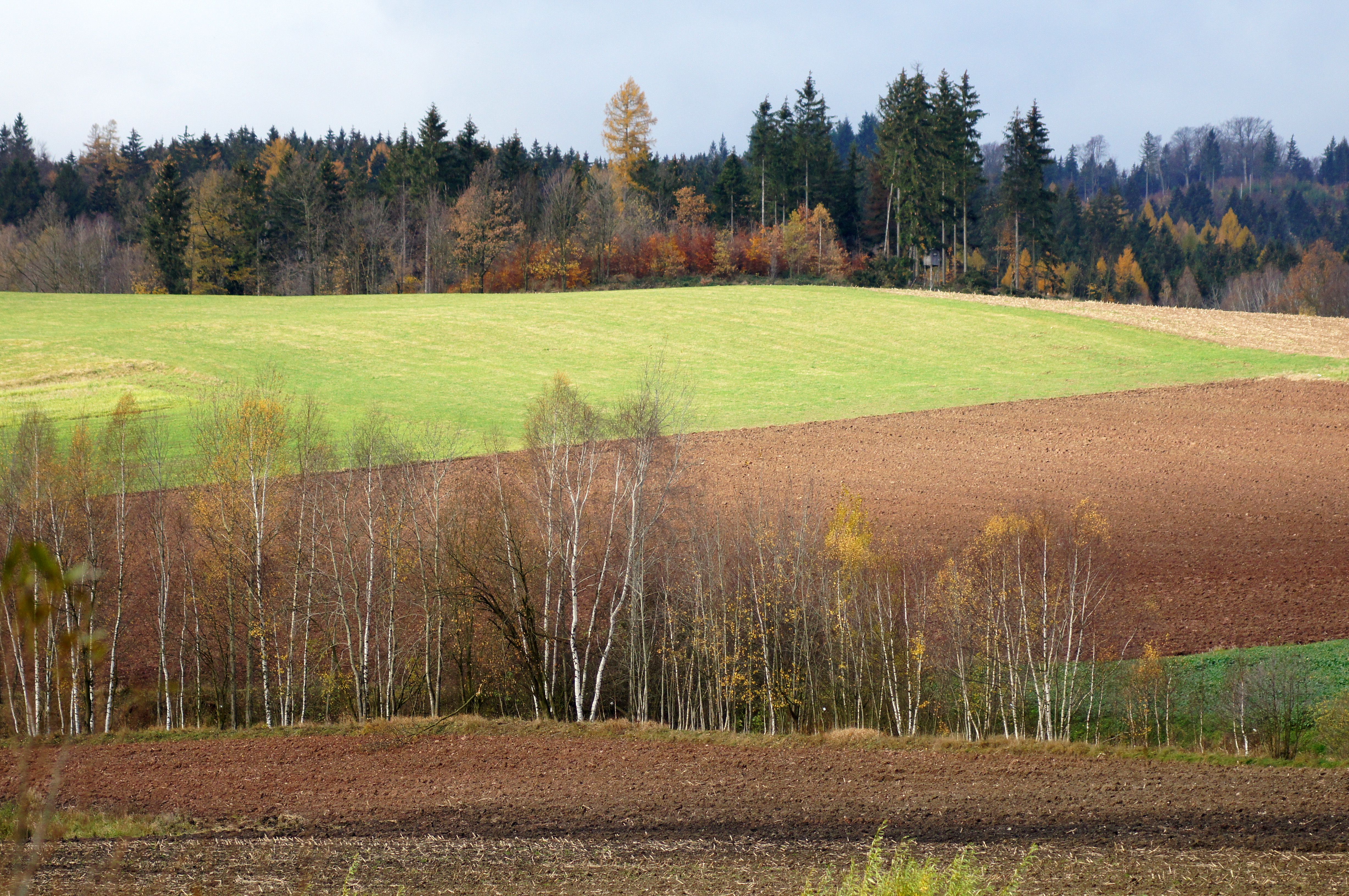 A field with trees and a green field · Free Stock Photo
