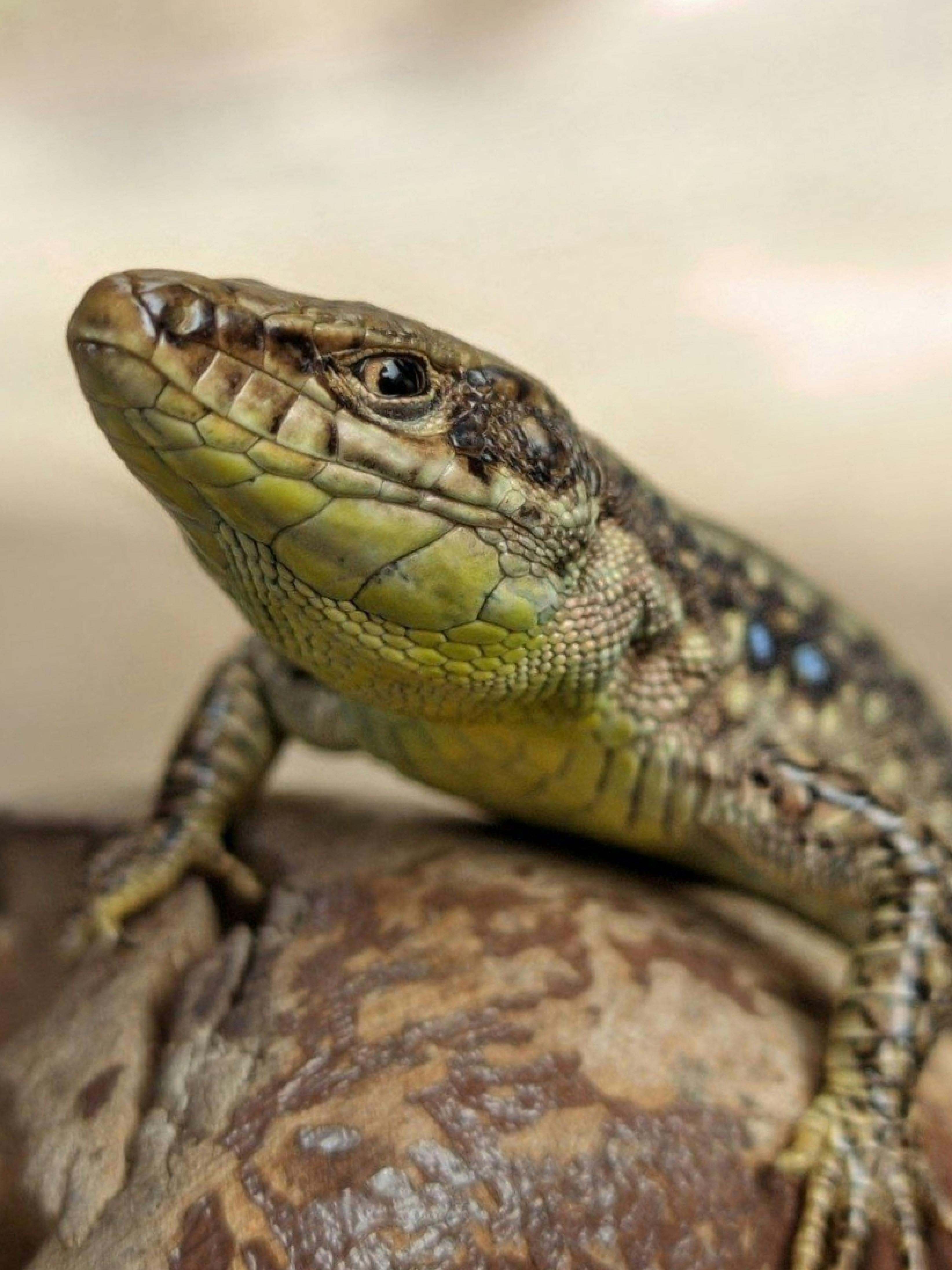 Common Basilisk on Rock · Free Stock Photo