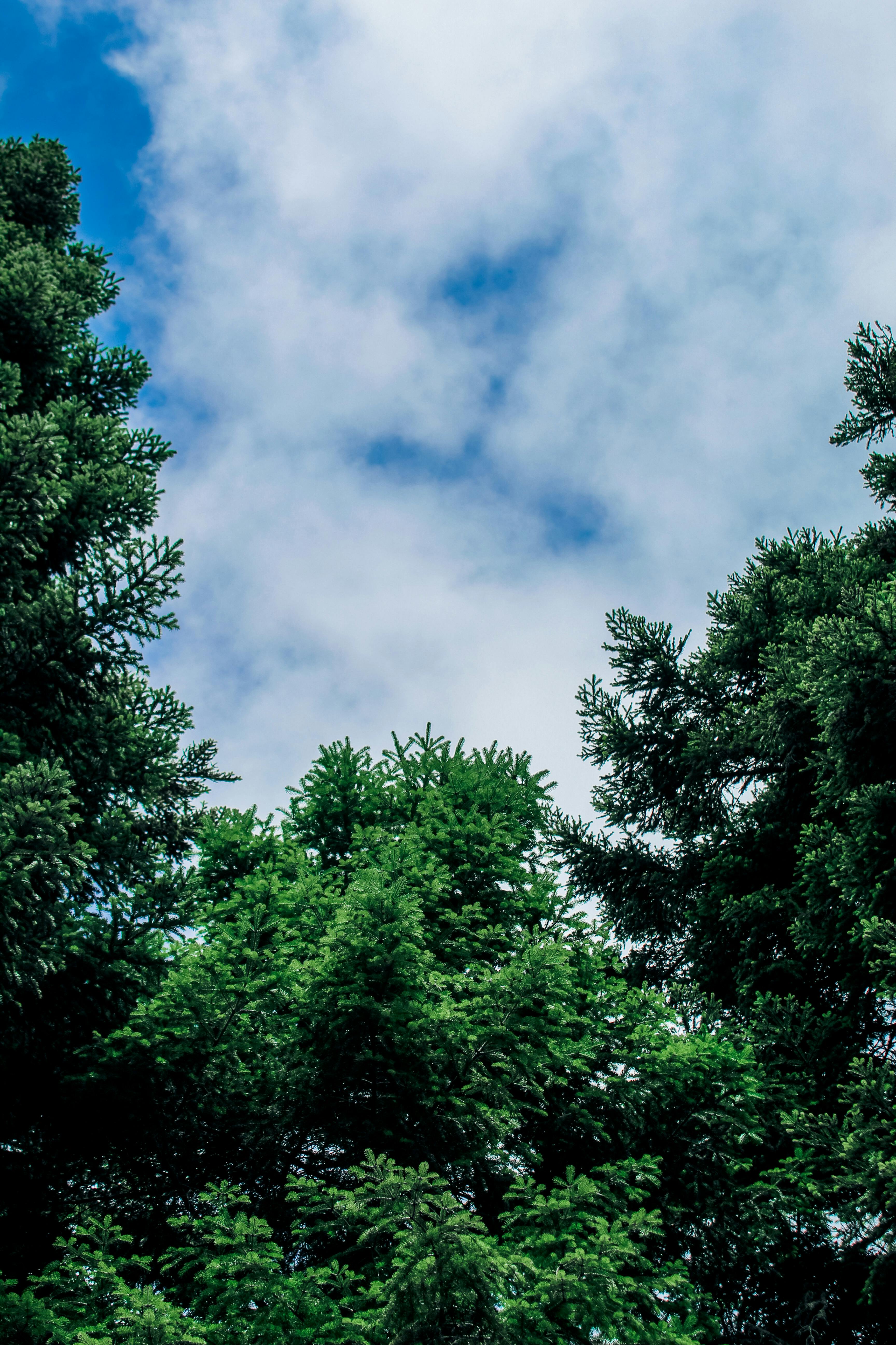 Foto de stock gratuita sobre arboles, bosque, cielo, nubes, parque, tiro vertical