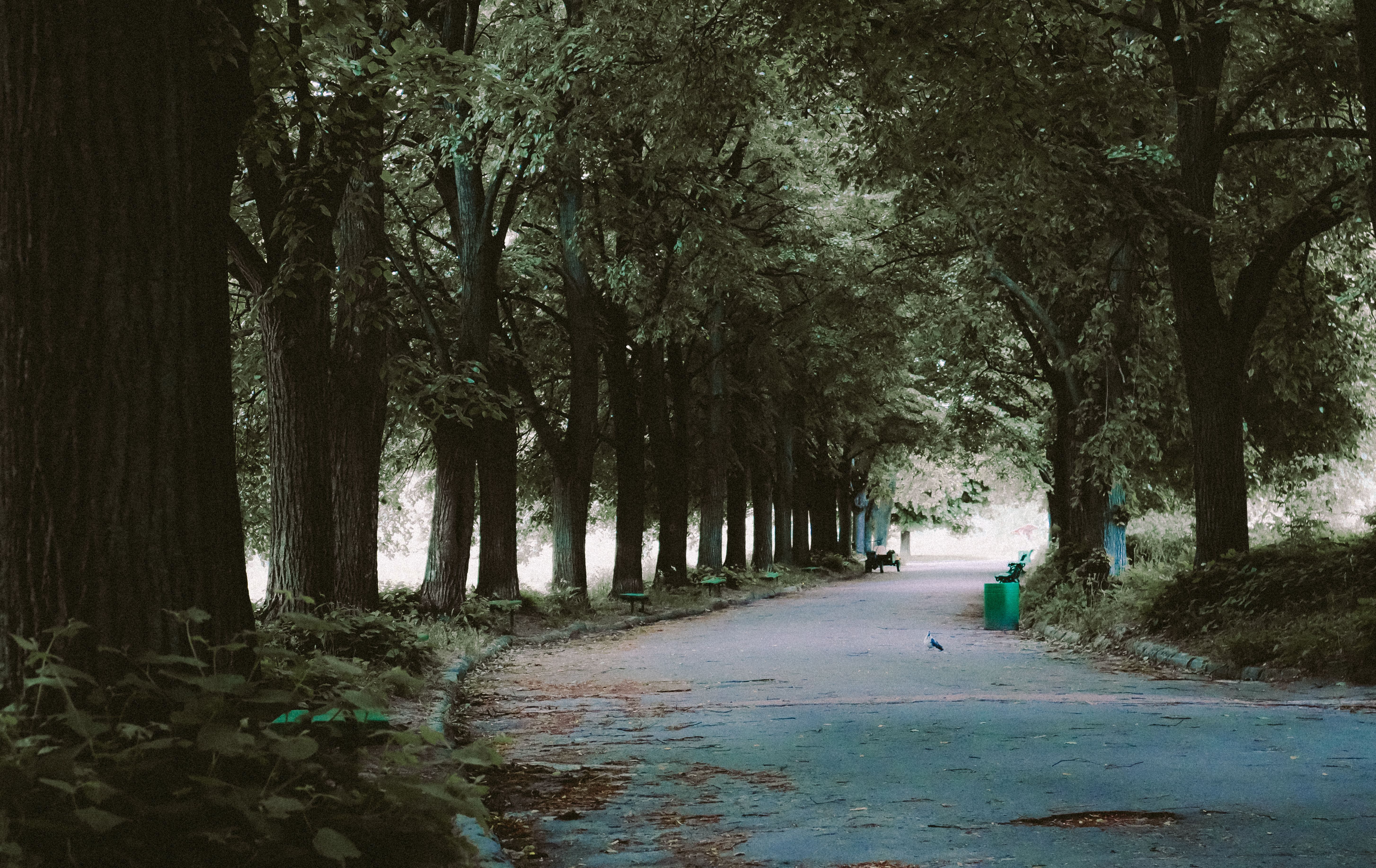 Foto de stock gratuita sobre @al aire libre, al aire libre, arboles ...