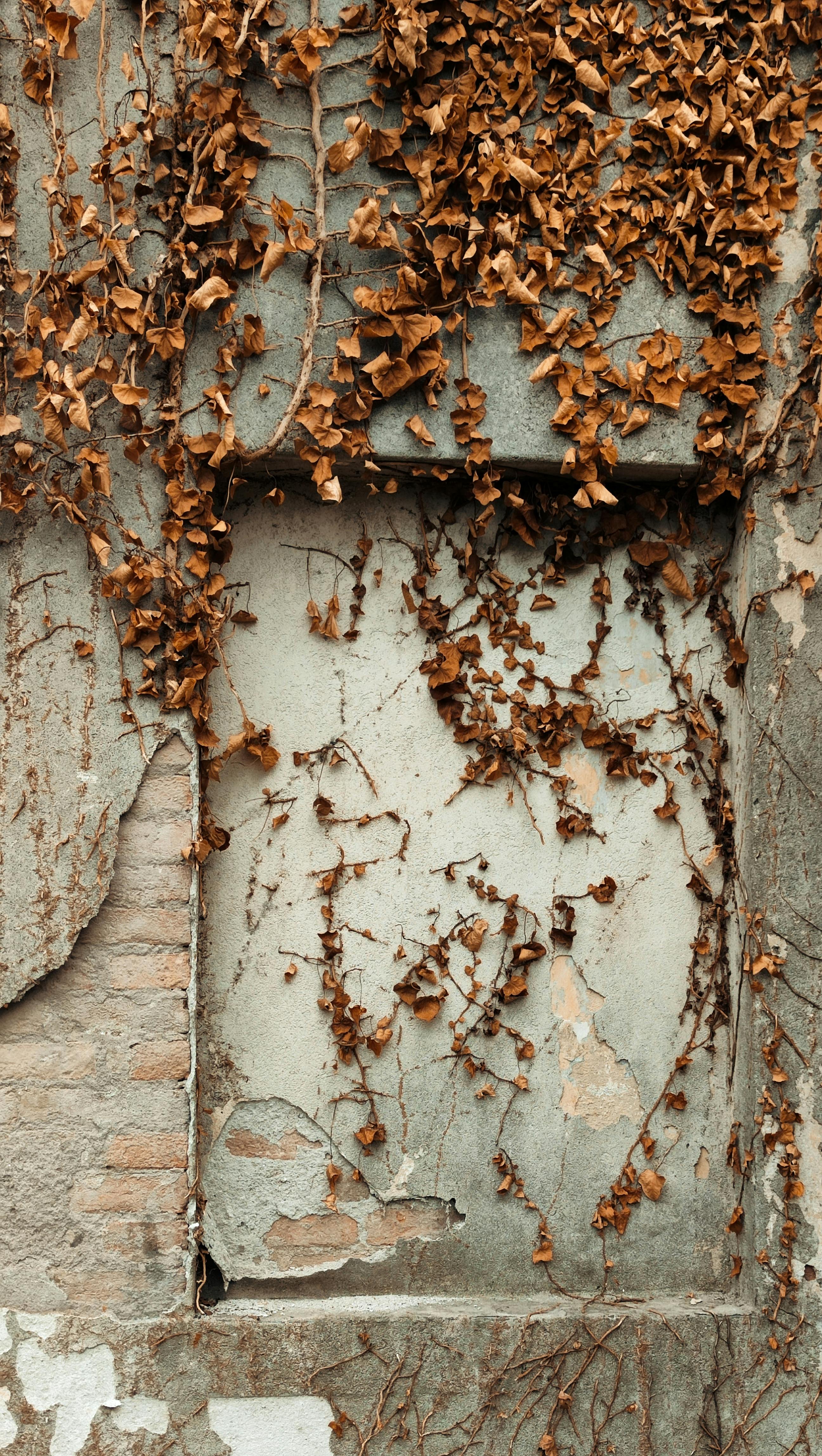 Mira Photos, Download The BEST Free Mira Stock Photos & HD Images