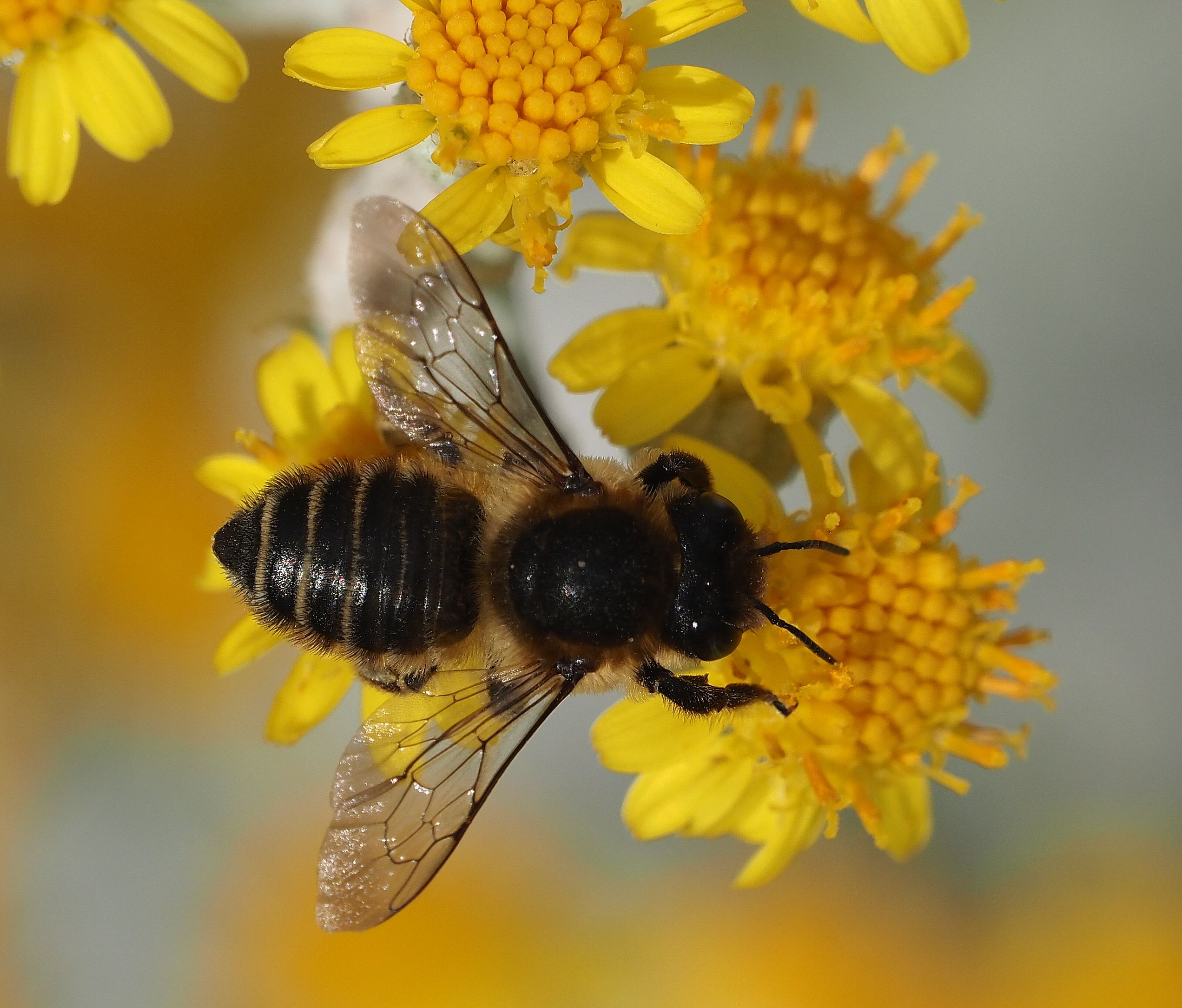 Abeja Marrón Y Negra Sobre Néctar De Flor Amarilla · Foto de stock gratuita