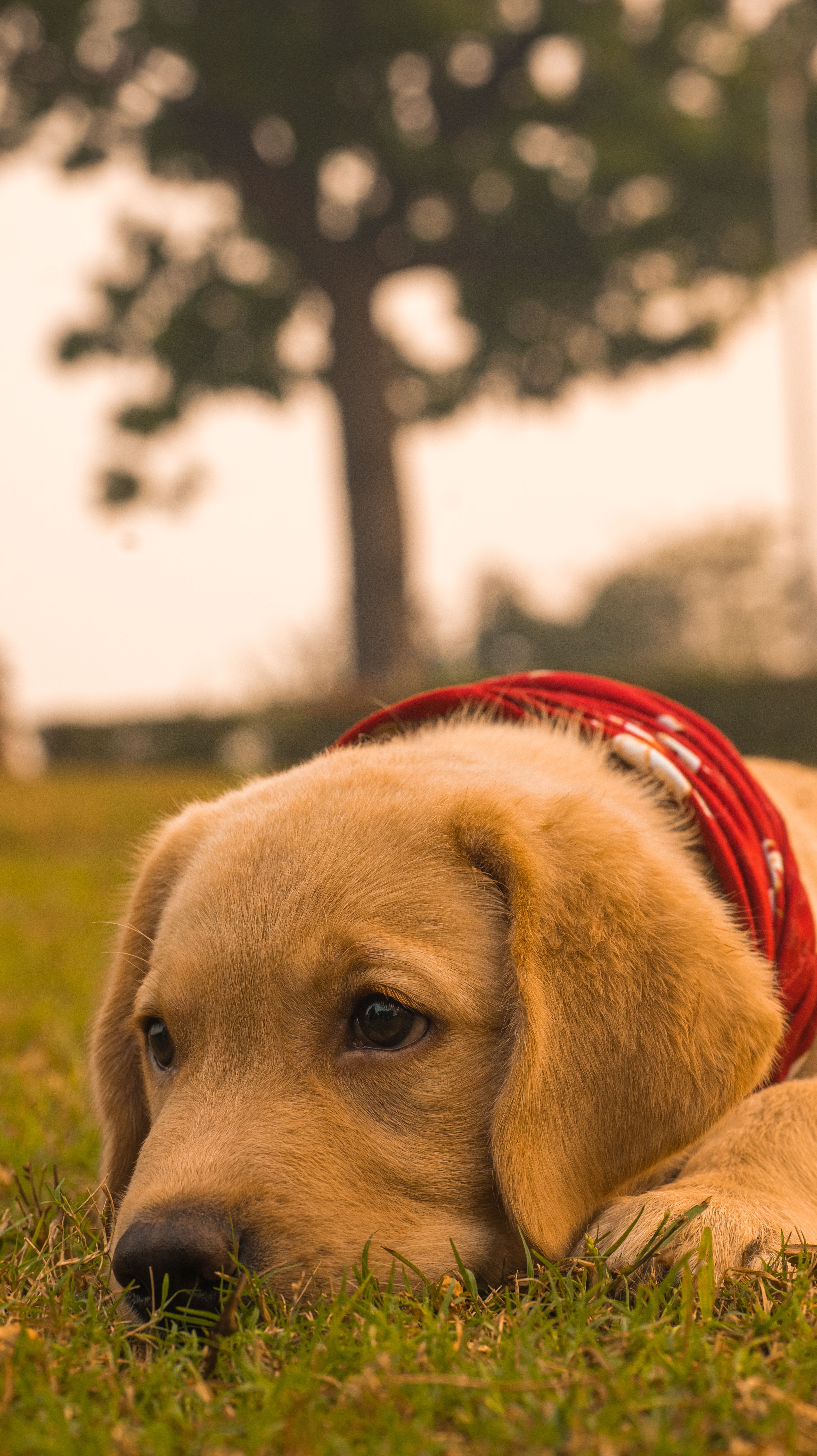 Rolly Desktop Background Photos, Download The BEST Free Rolly Desktop ...
