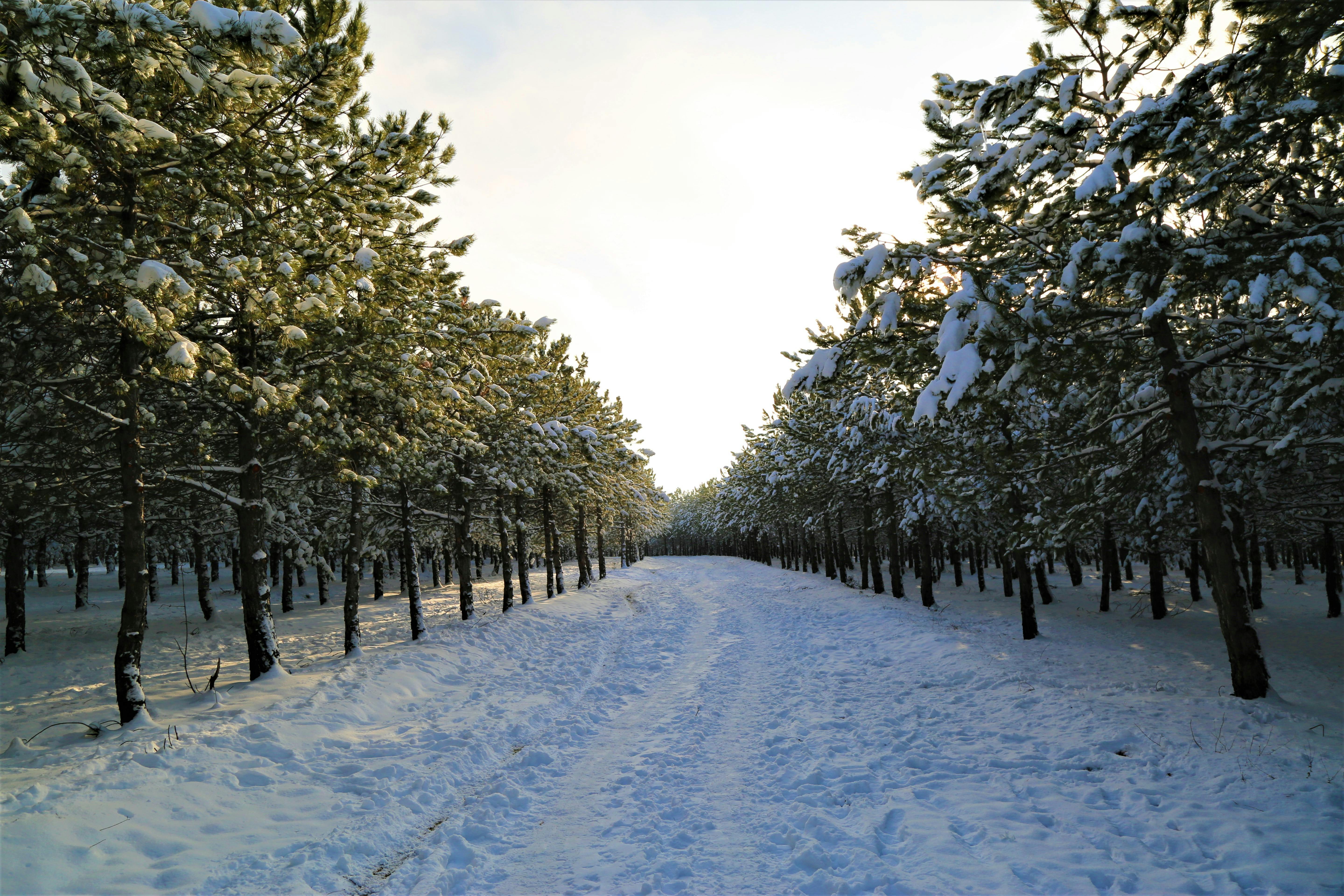 Photo of Snow Field Near Trees · Free Stock Photo