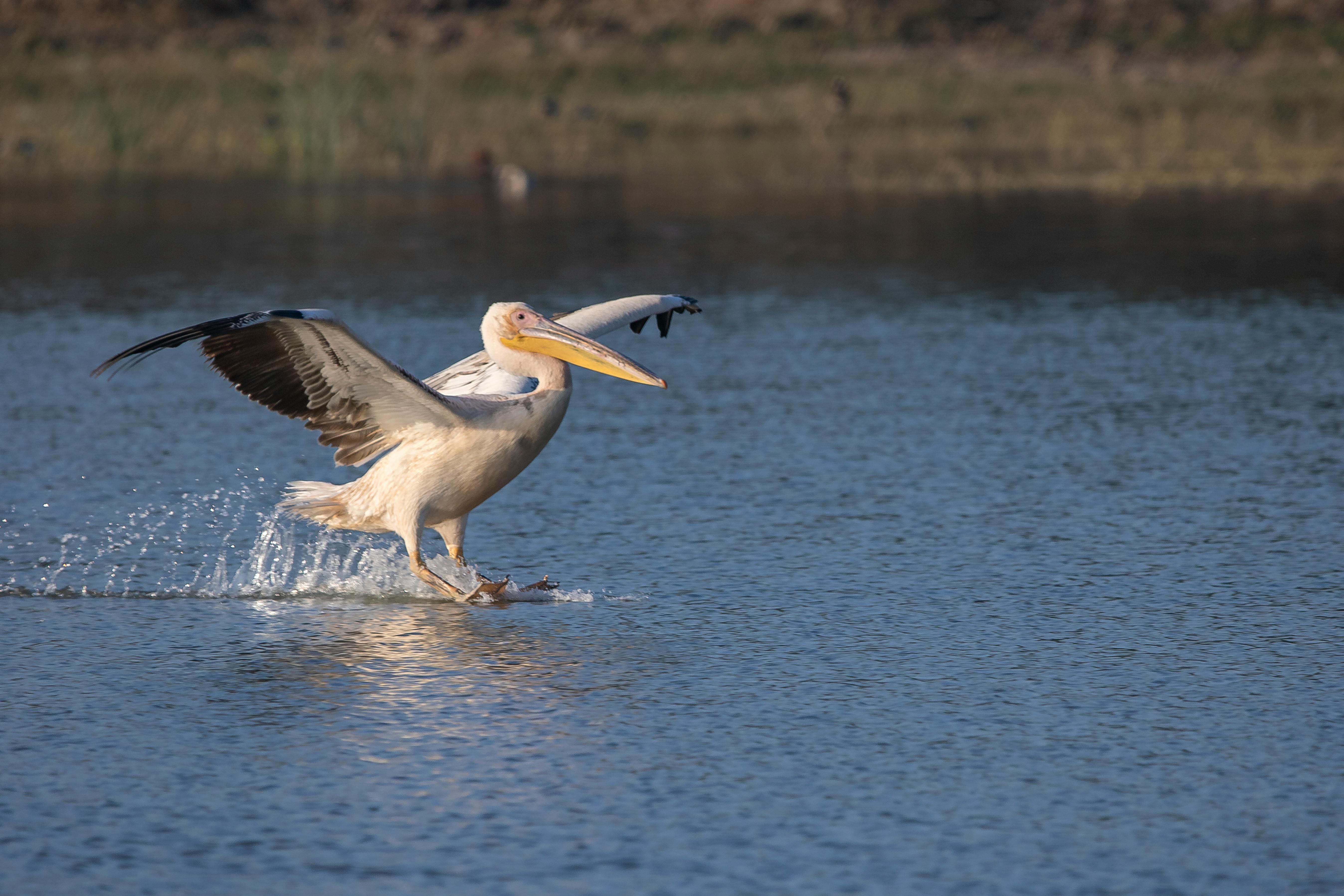 Tirthesh Astik – Fotografie