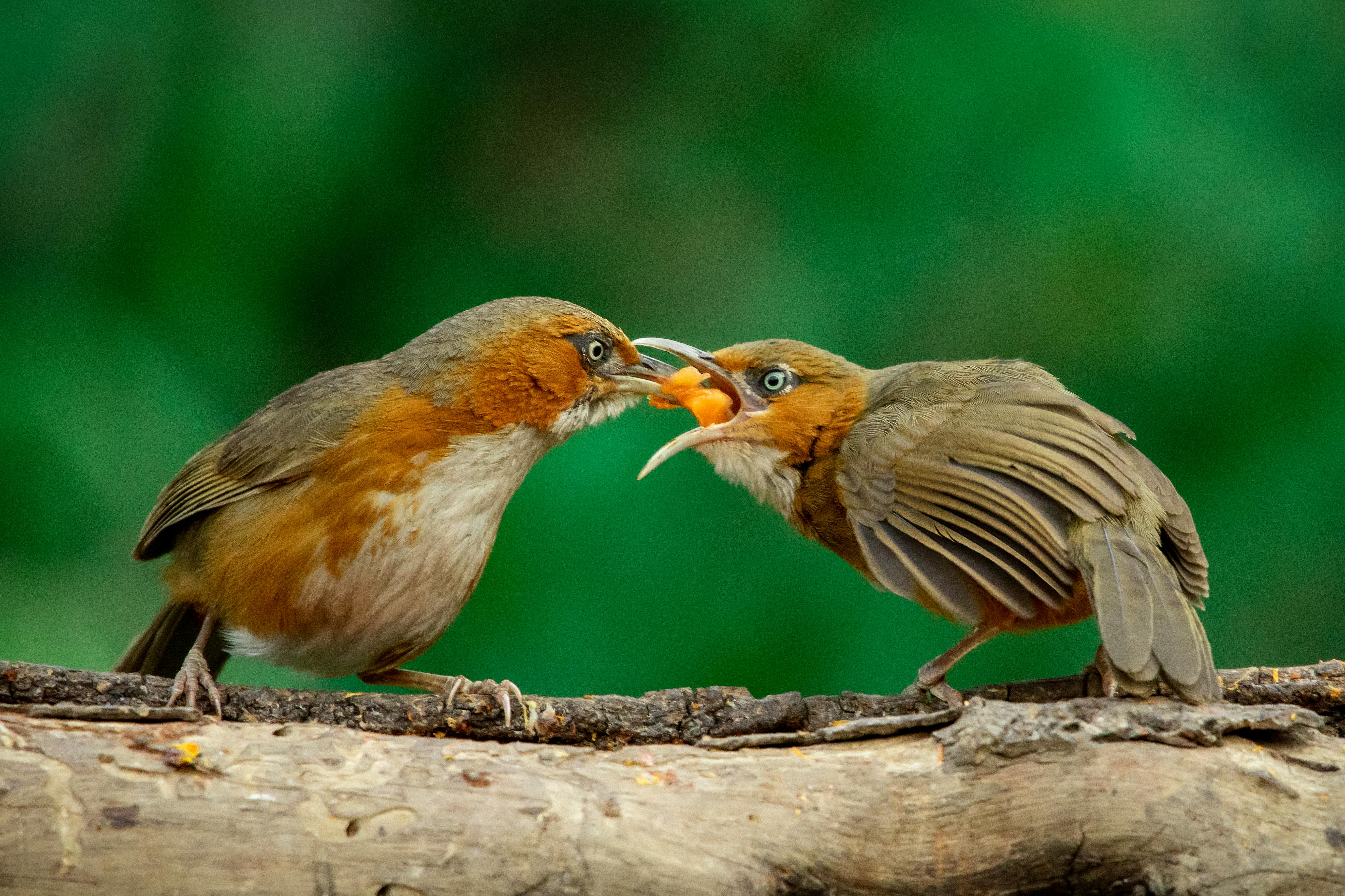 Birds Sitting on a Branch Feeding Each Other · Free Stock Photo