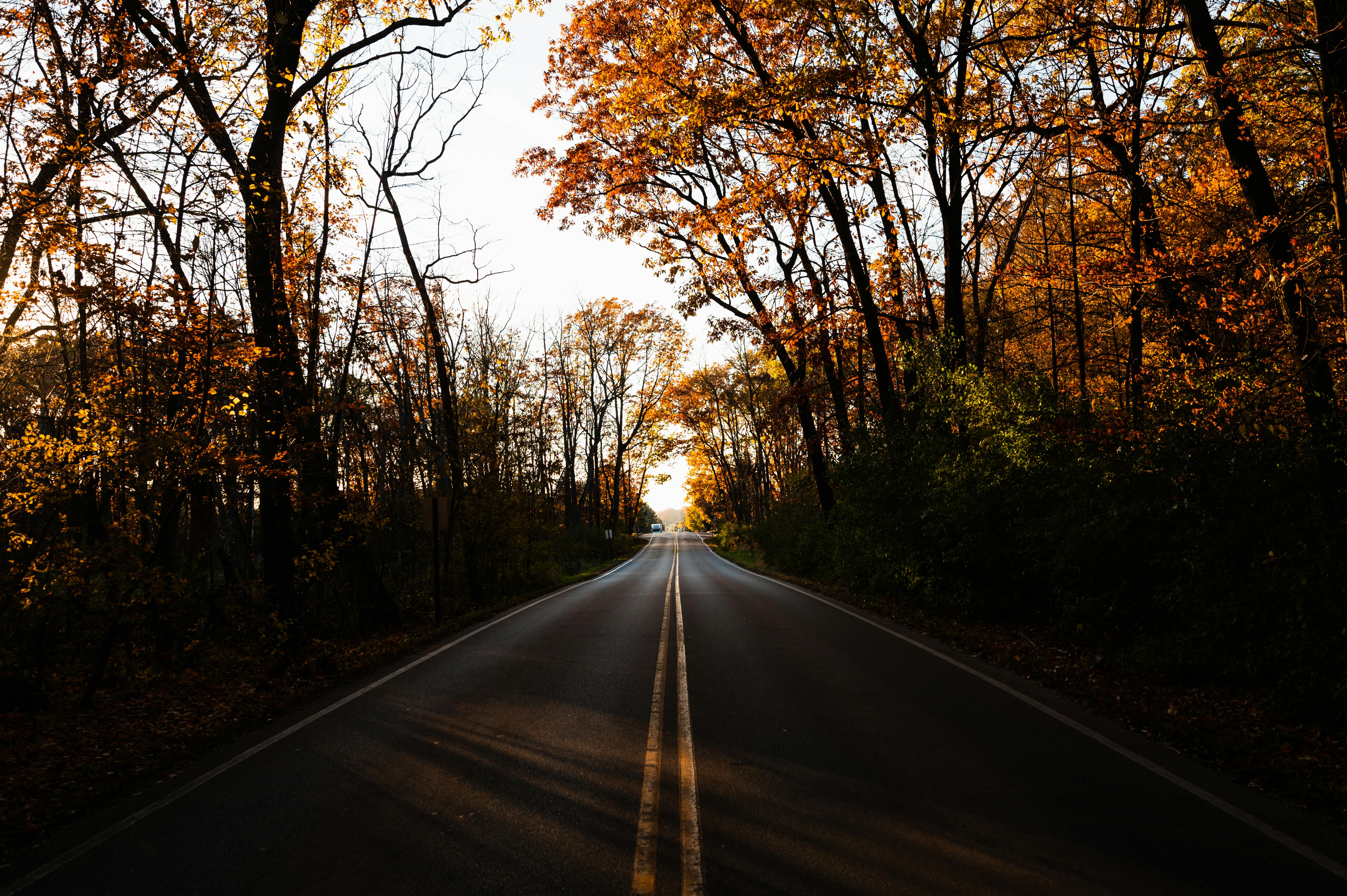 Concrete Road Between Trees · Free Stock Photo