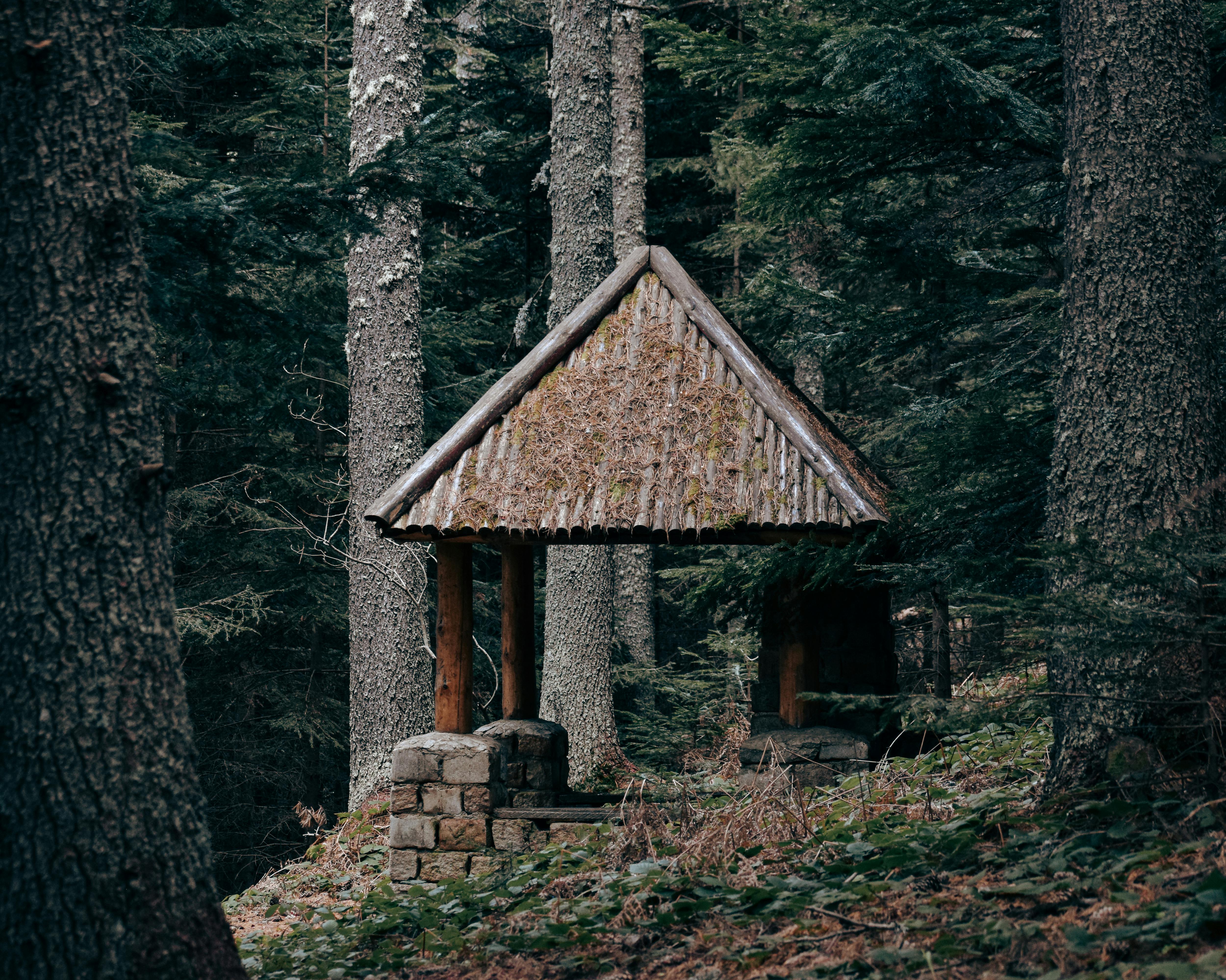 Tall Trees around Hut in Forest · Free Stock Photo