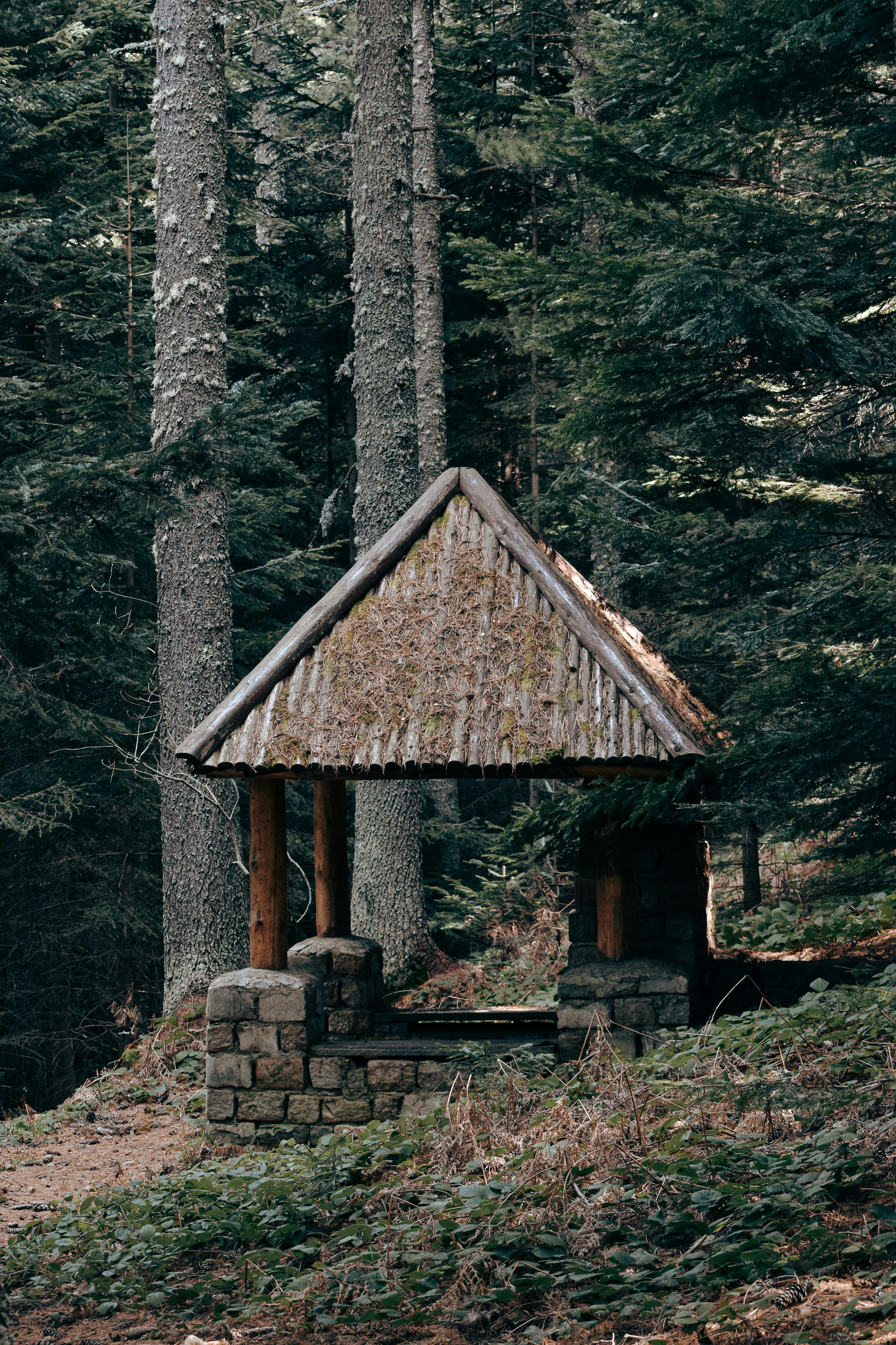 Hut in Forest · Free Stock Photo