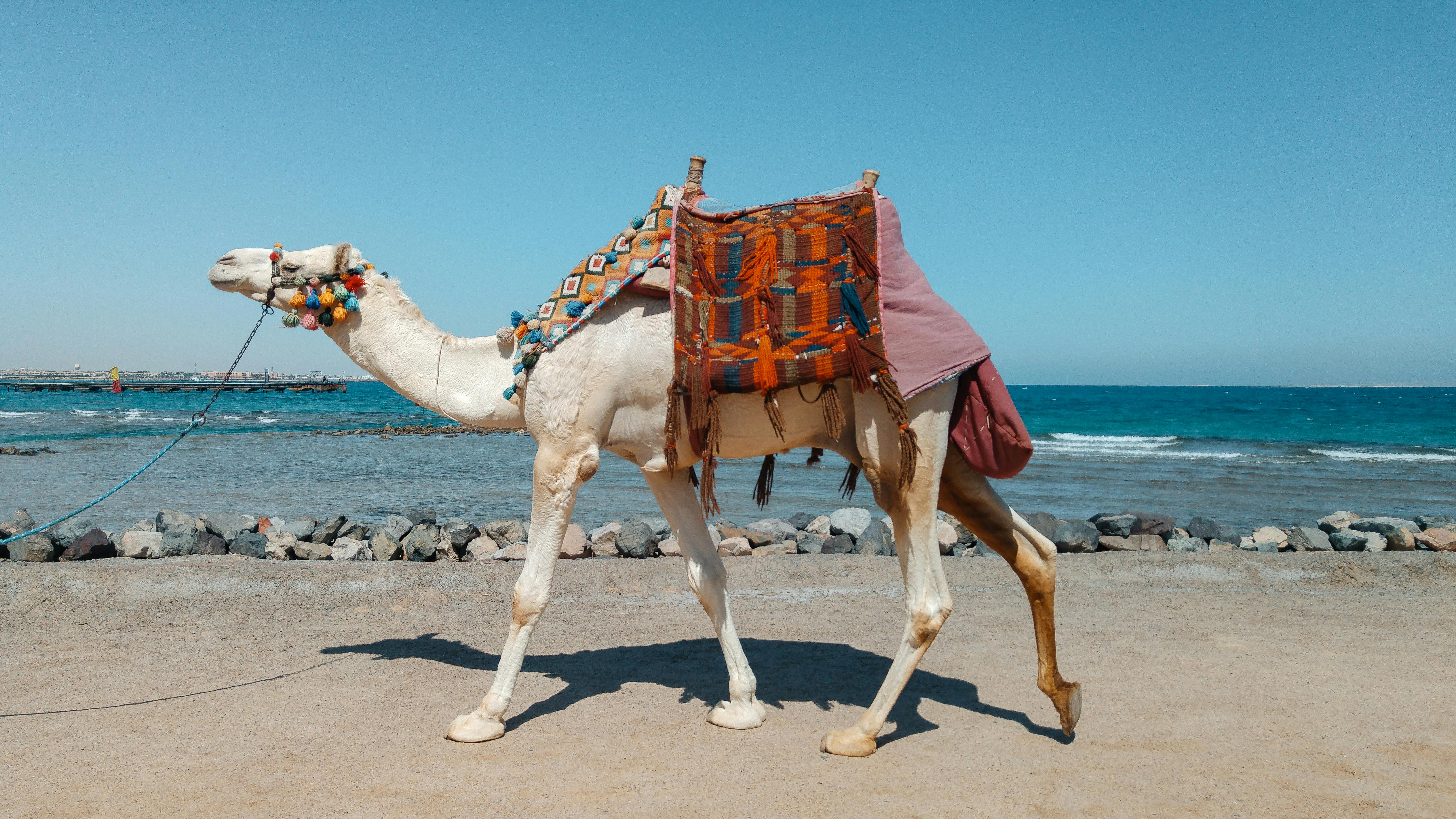 Camel on Beach · Free Stock Photo