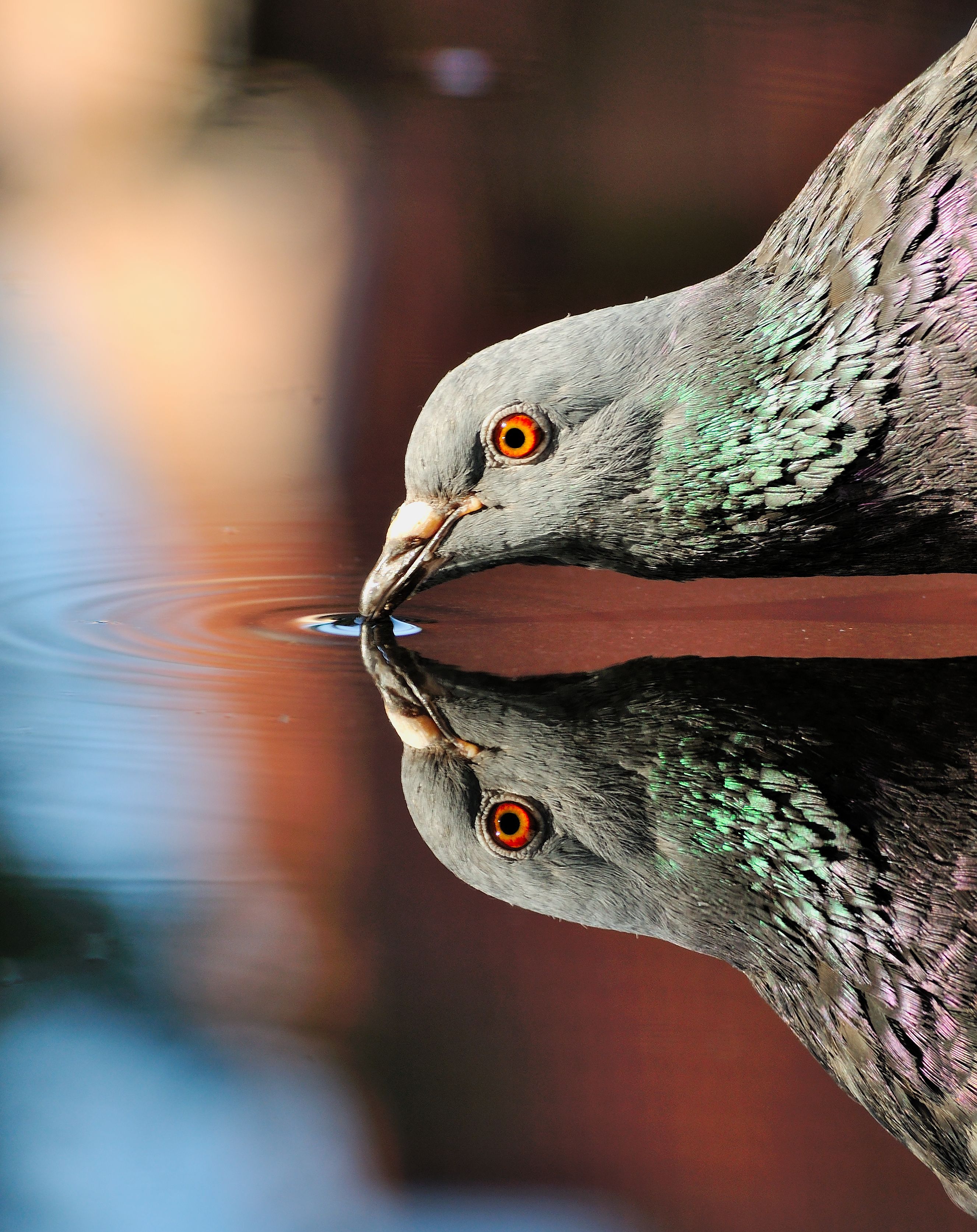 Pigeon Drinking Water · Free Stock Photo