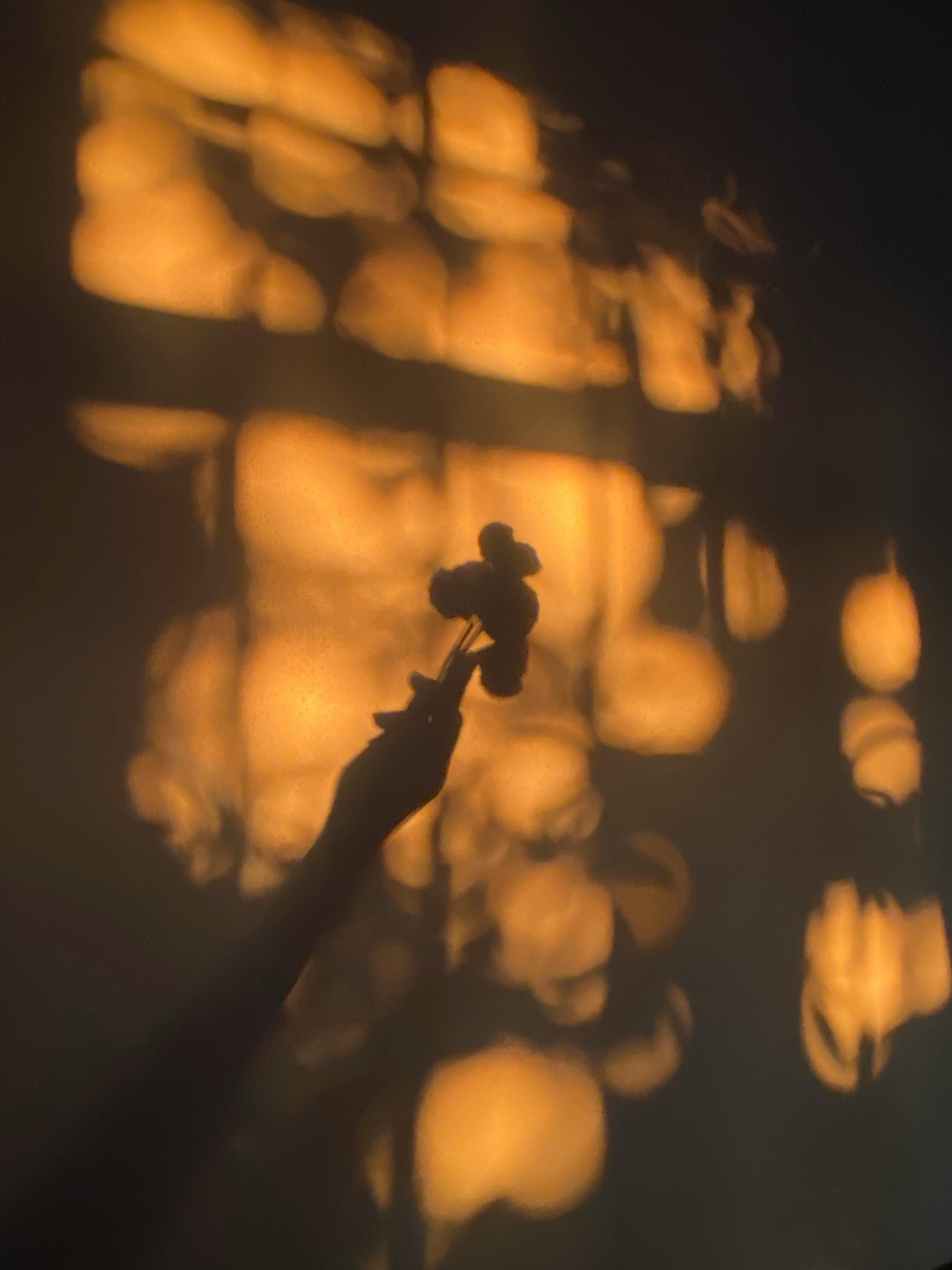 Shadow of a Hand Holding a Flower · Free Stock Photo