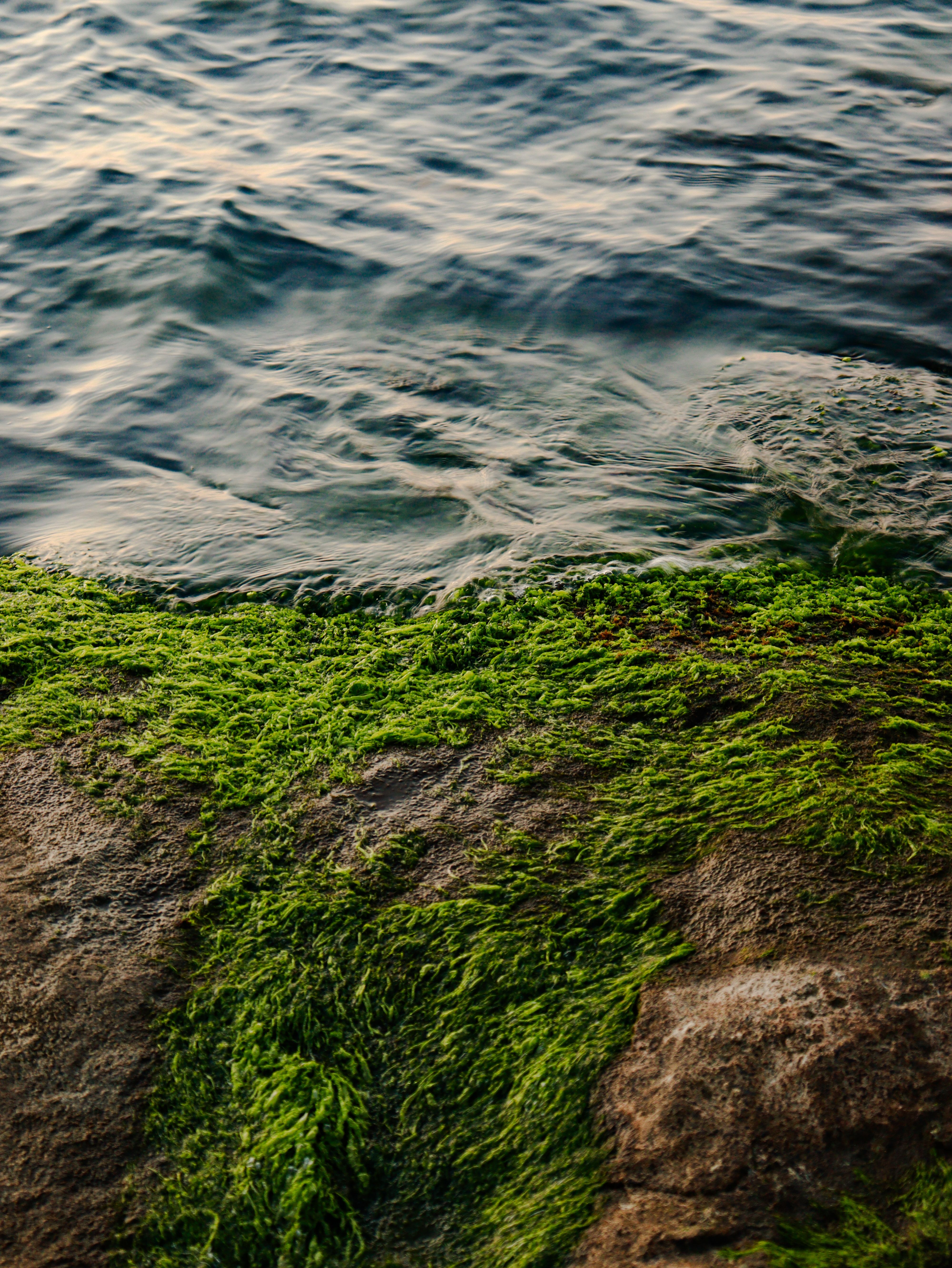Moss on the Rocky Surface on the Shore · Free Stock Photo