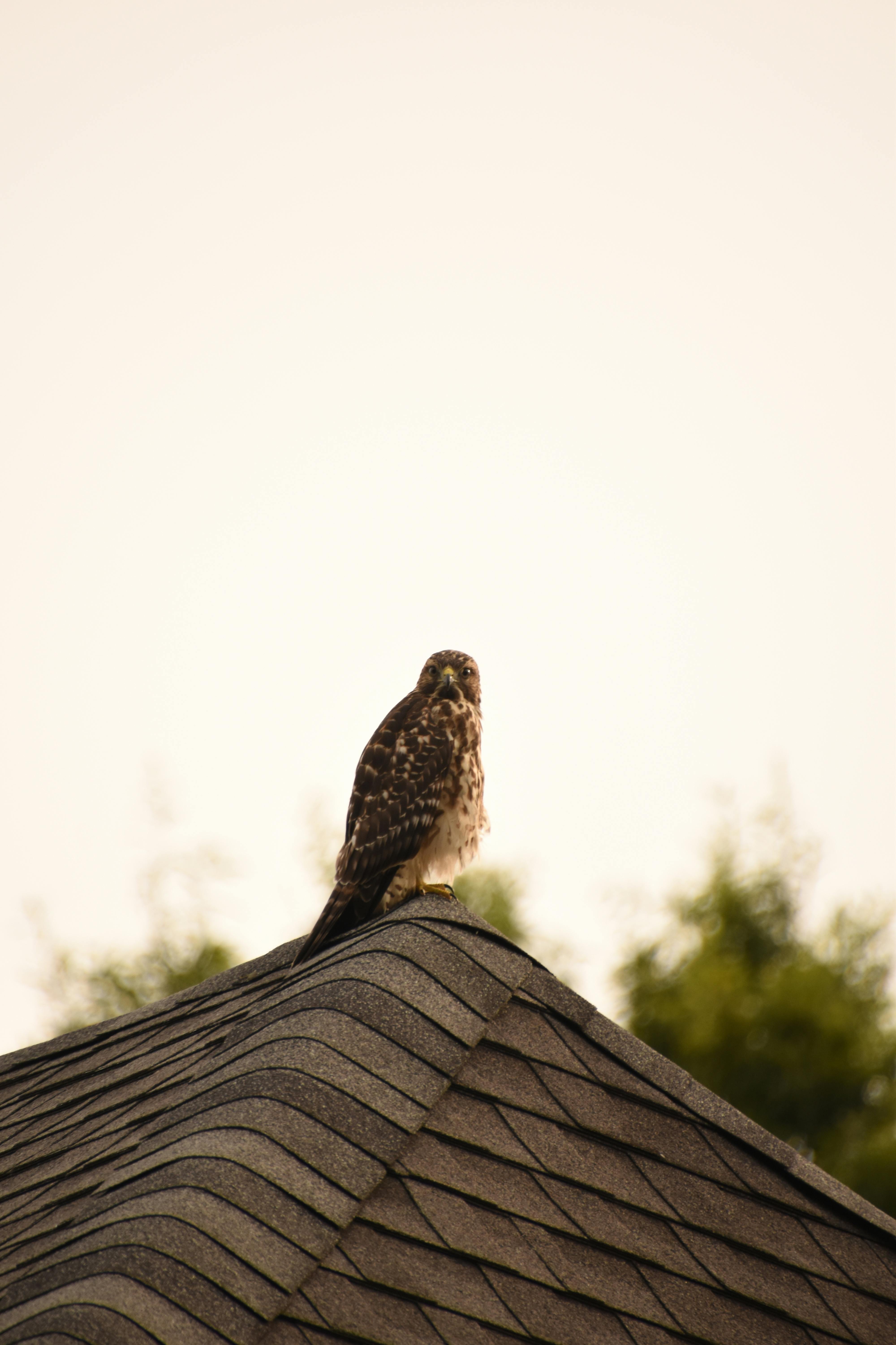 Hawk on Building Roof · Free Stock Photo