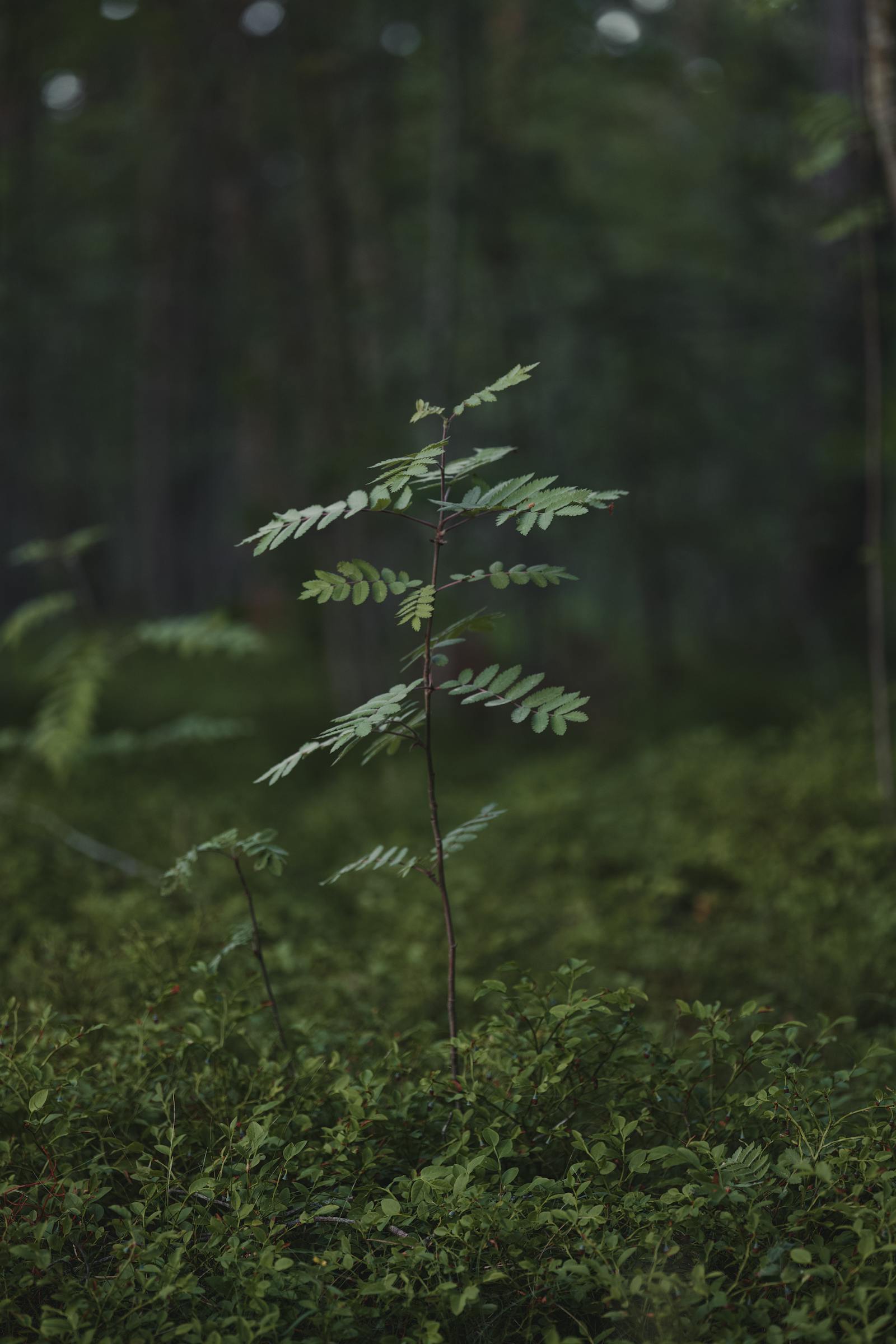 Backgrounds Plants Photos, Download The BEST Free Backgrounds Plants ...