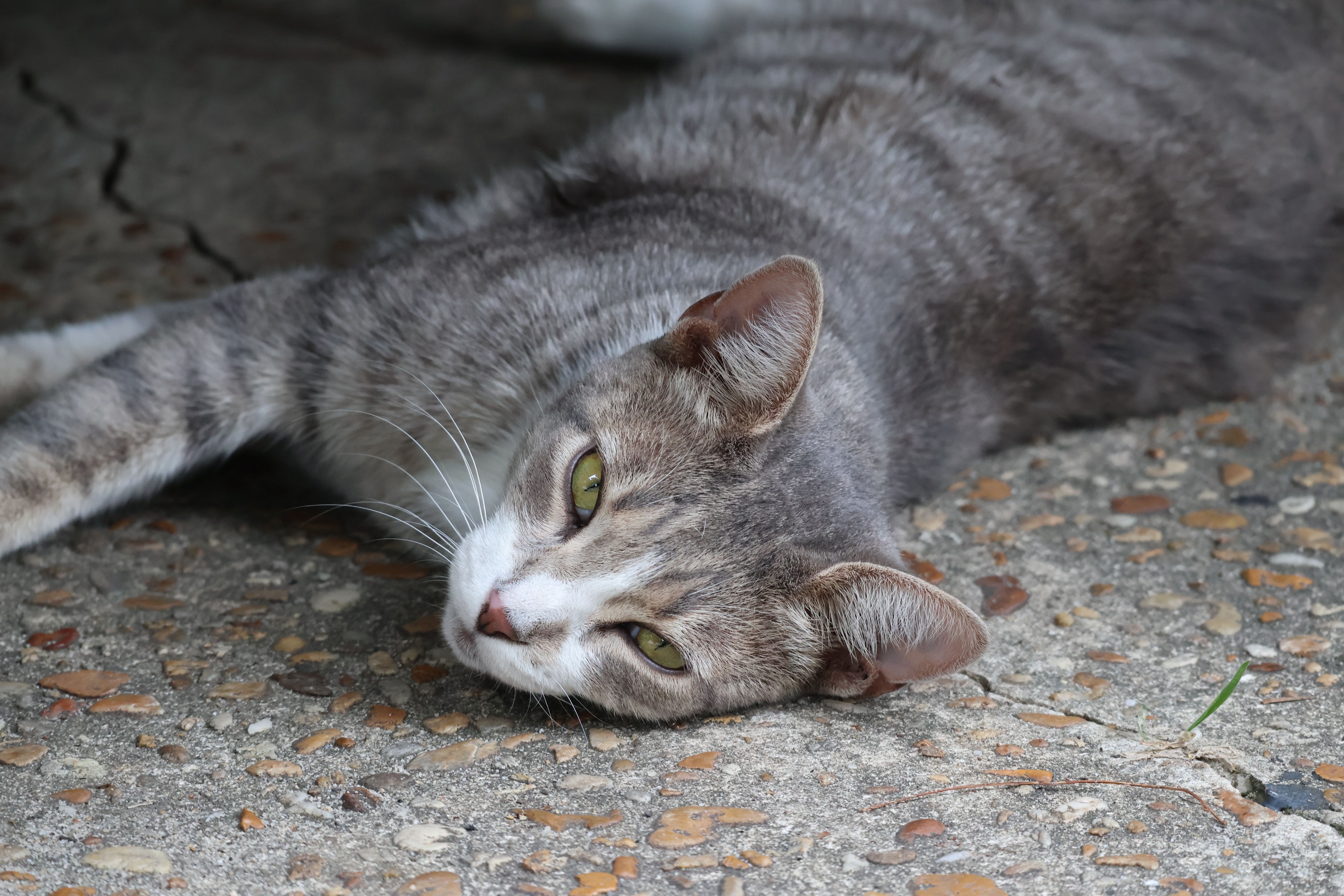 Cray Cat Wallpaper Photos, Download The BEST Free Cray Cat Wallpaper ...