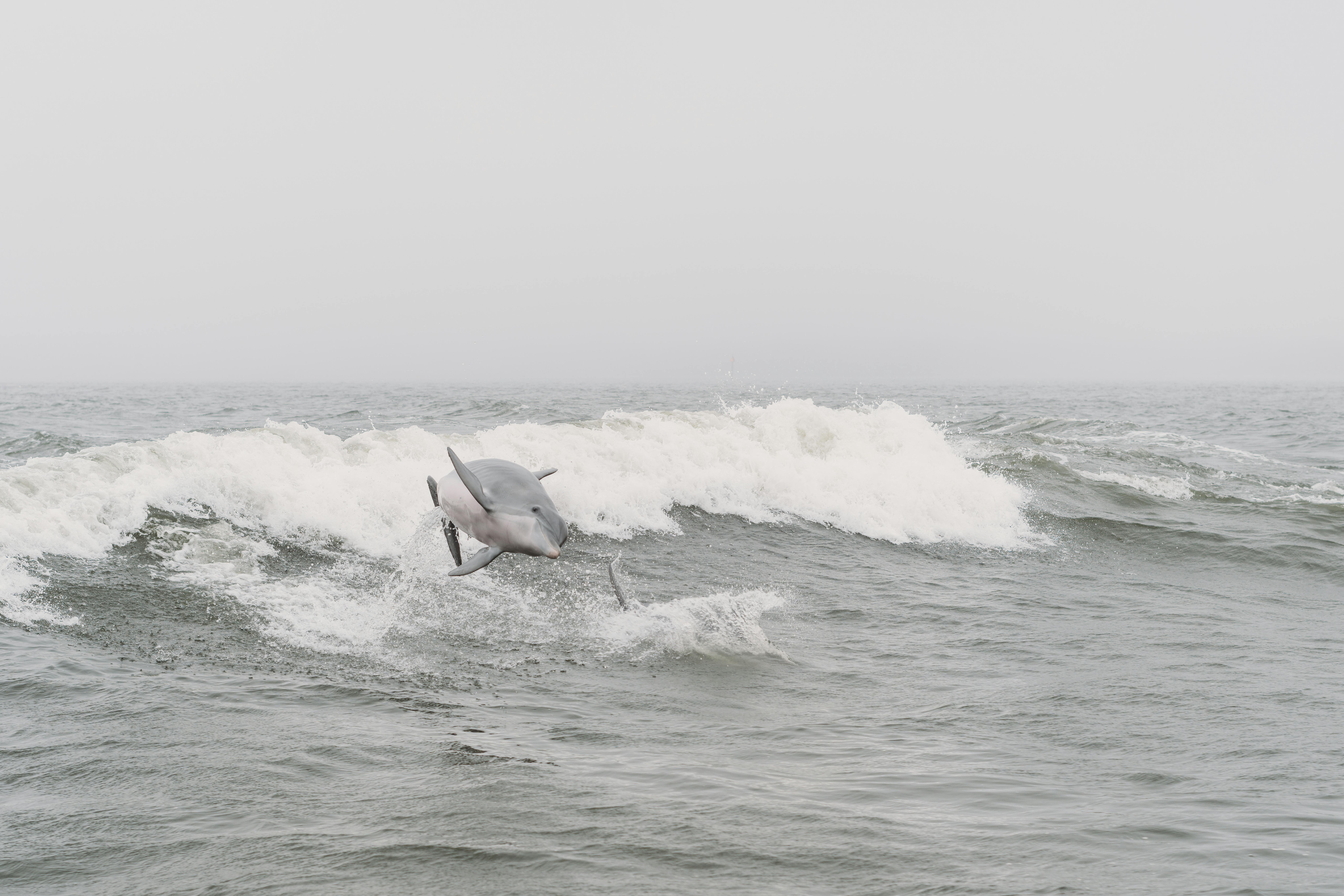 A Dolphin Jumping above the Ocean Surface · Free Stock Photo