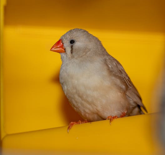 Finch Bird Identification: Guide to Species and Habitat