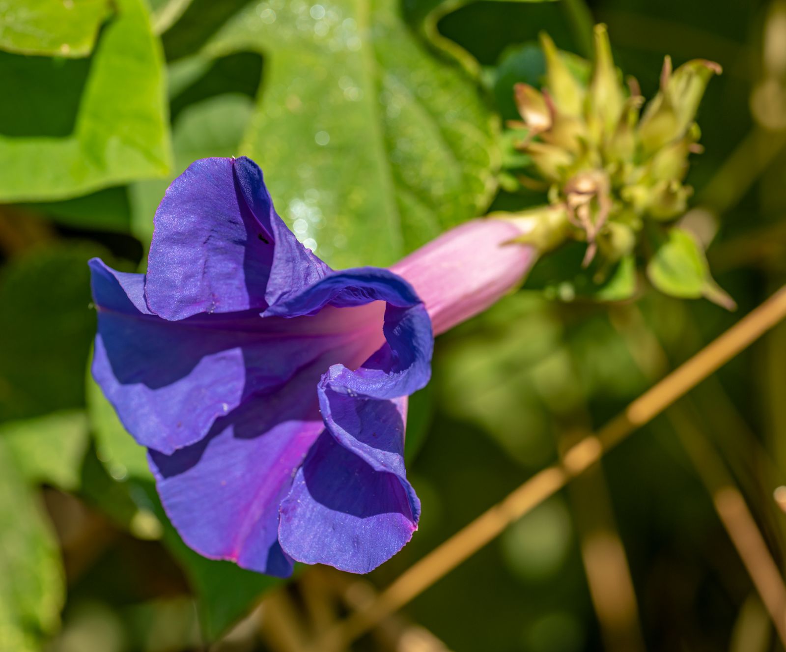Morning Glory Photos, Download The BEST Free Morning Glory Stock Photos ...