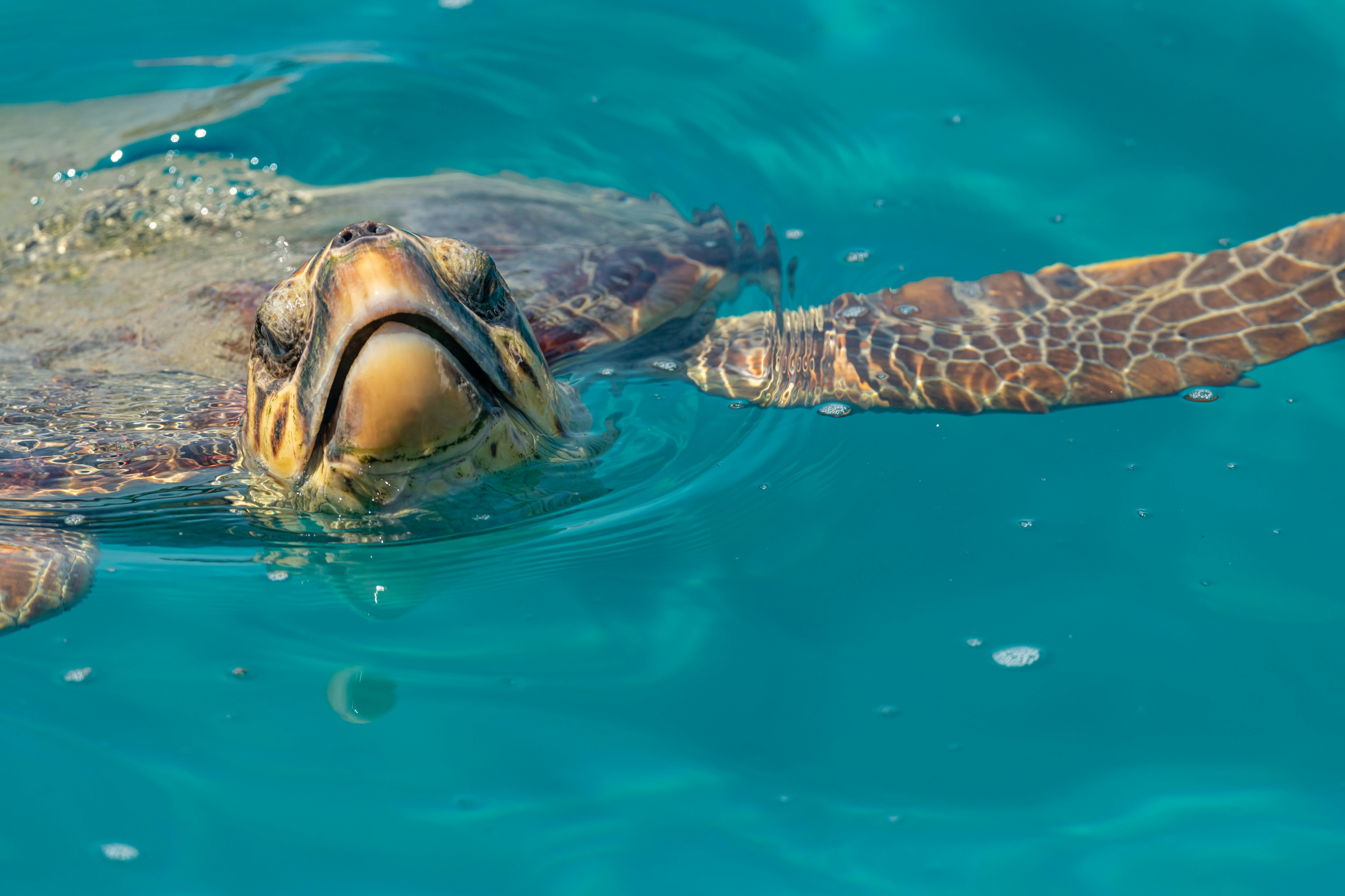 Underwater Photography of Brown and Black Turtle Near White Sand · Free ...