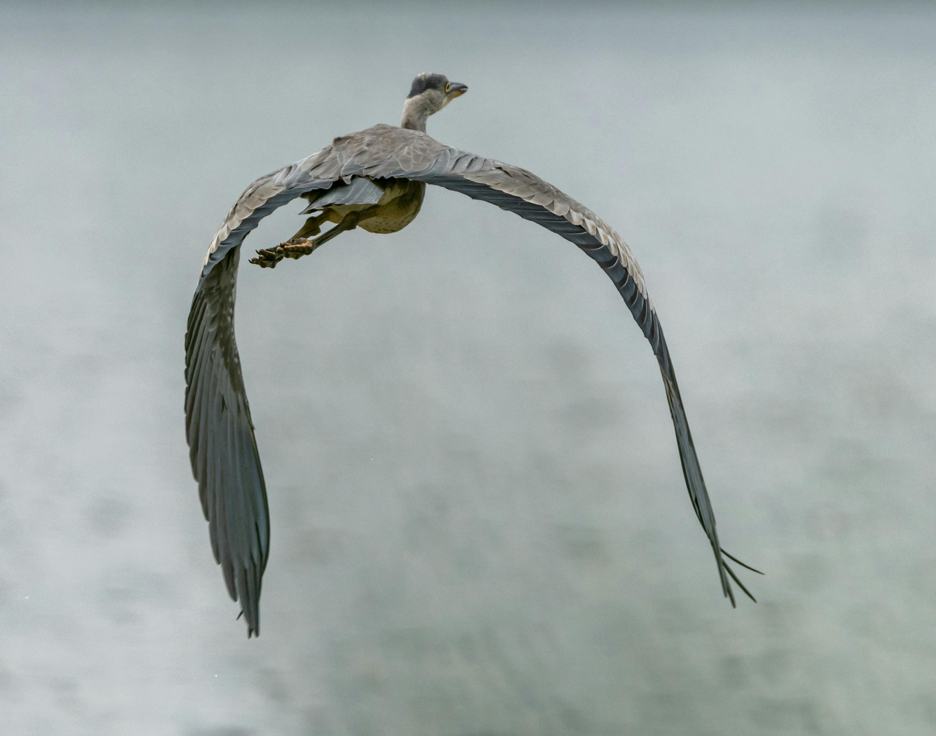 Back View of Flying Bird · Free Stock Photo