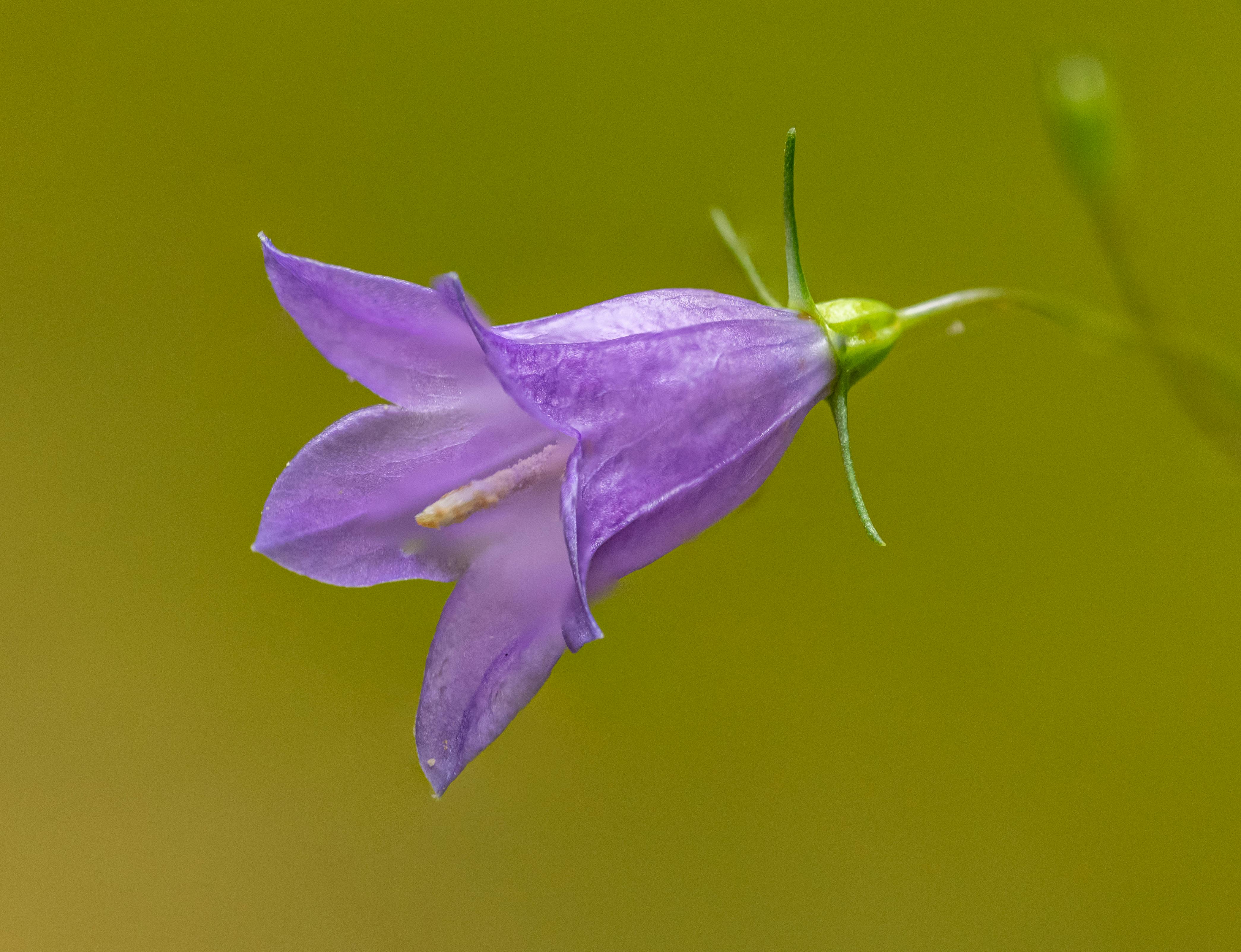 Harebell Flower in Close-up View · Free Stock Photo