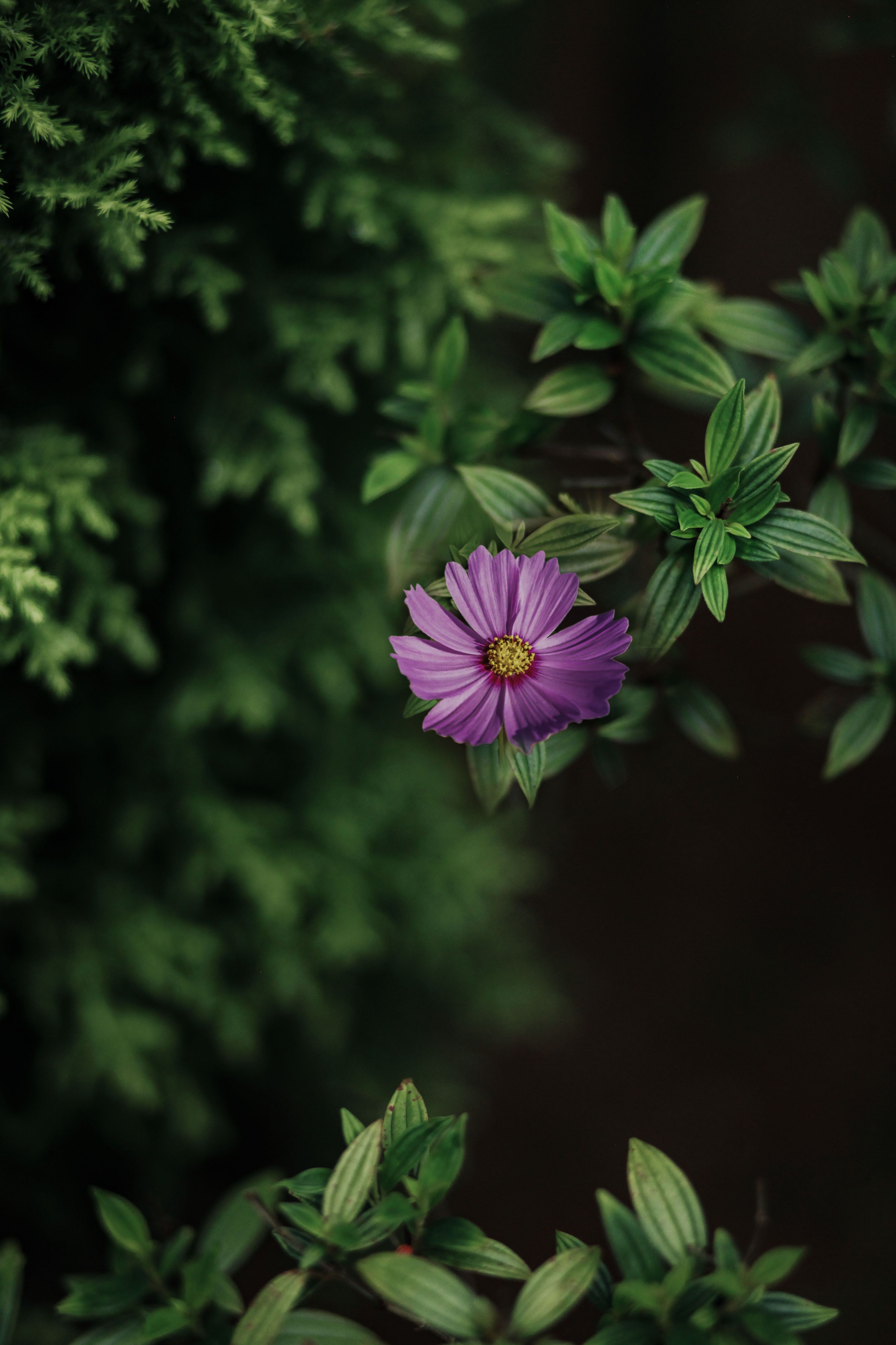 Shrub with Purple Flower · Free Stock Photo