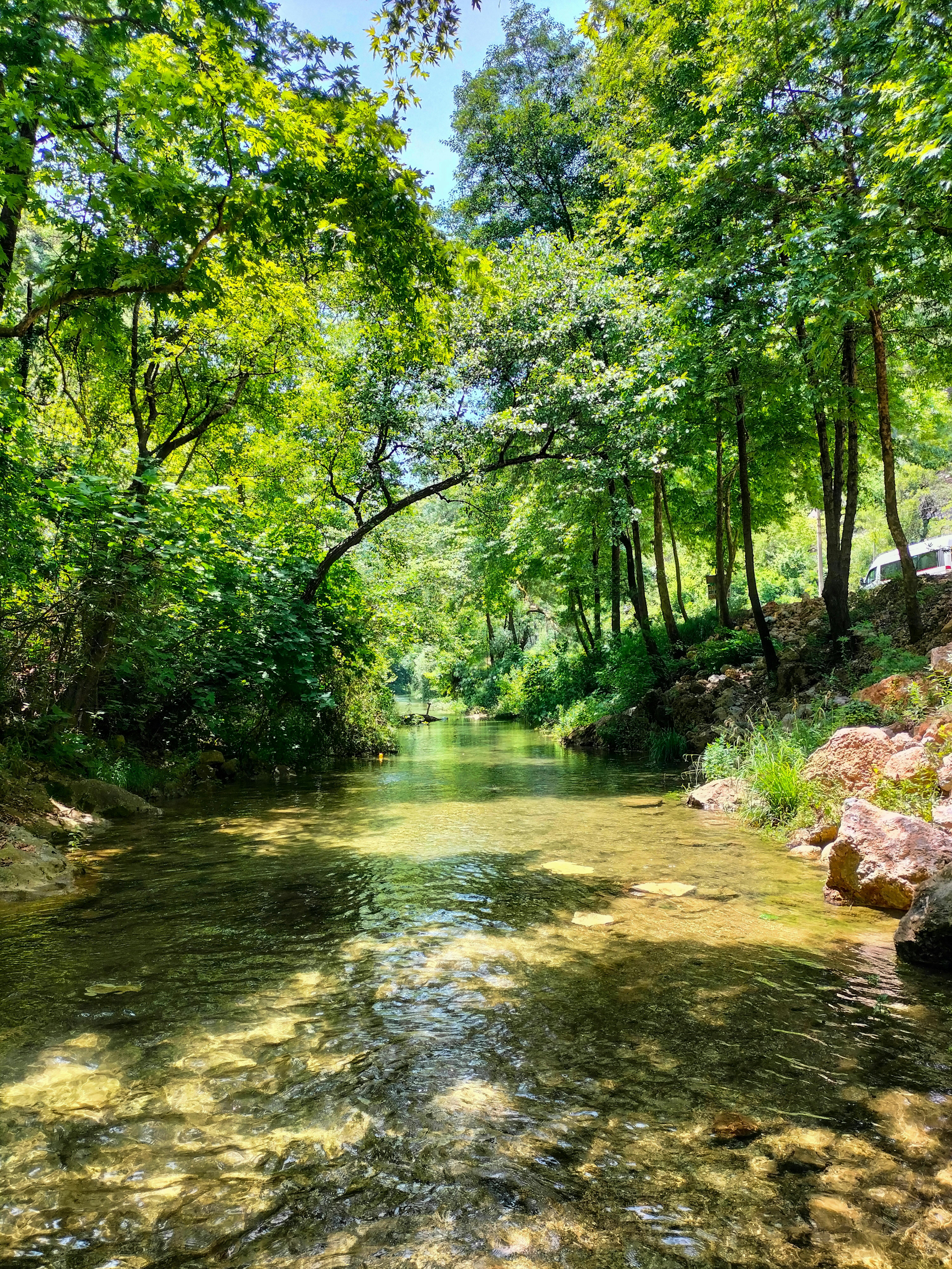 A Stream Flowing Between Trees · Free Stock Photo
