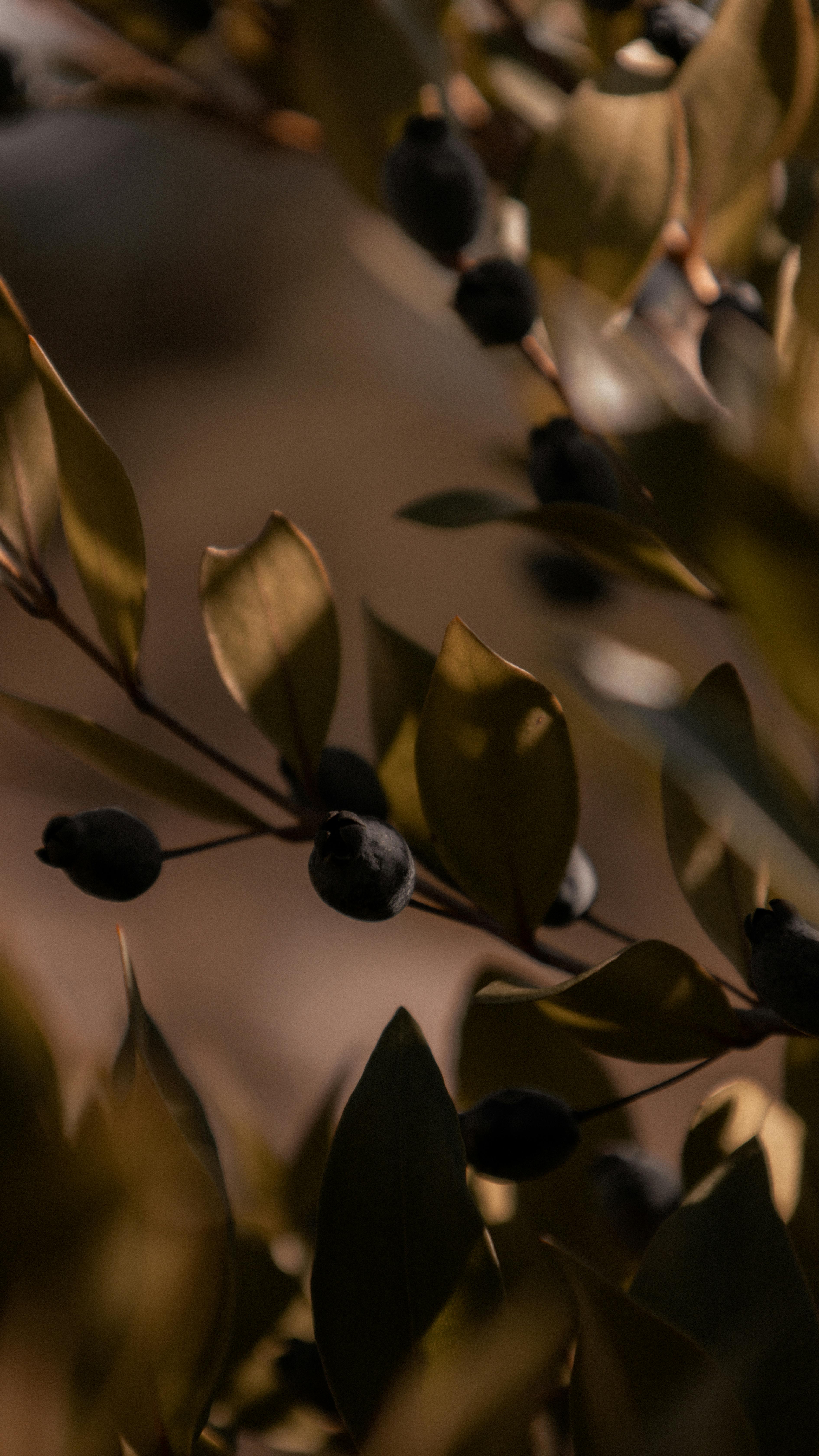 Leaves and Black Buds on Twigs · Free Stock Photo
