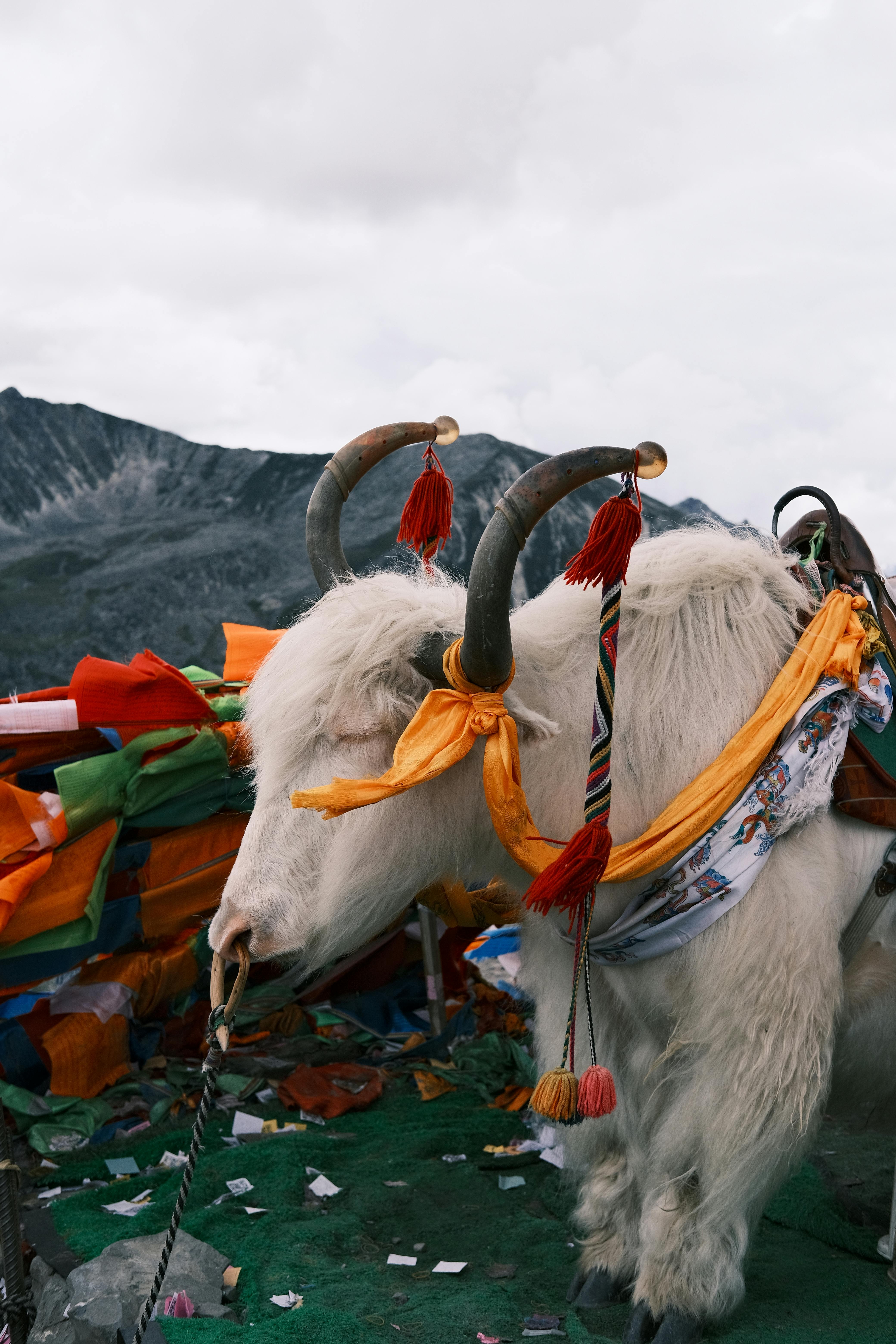 Mountain Yak with Colored Cloths · Free Stock Photo