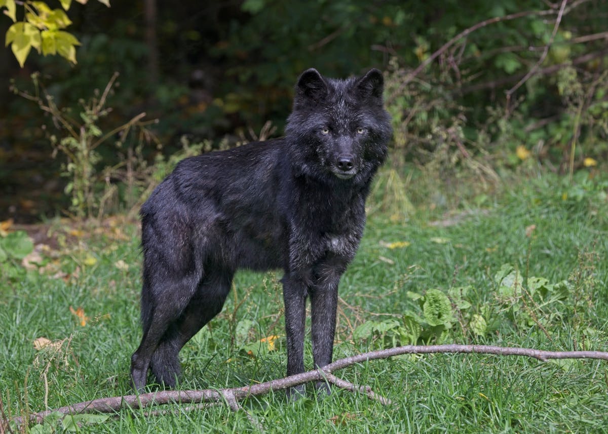 Black Wolf Photos, Download The BEST Free Black Wolf Stock Photos & HD ...
